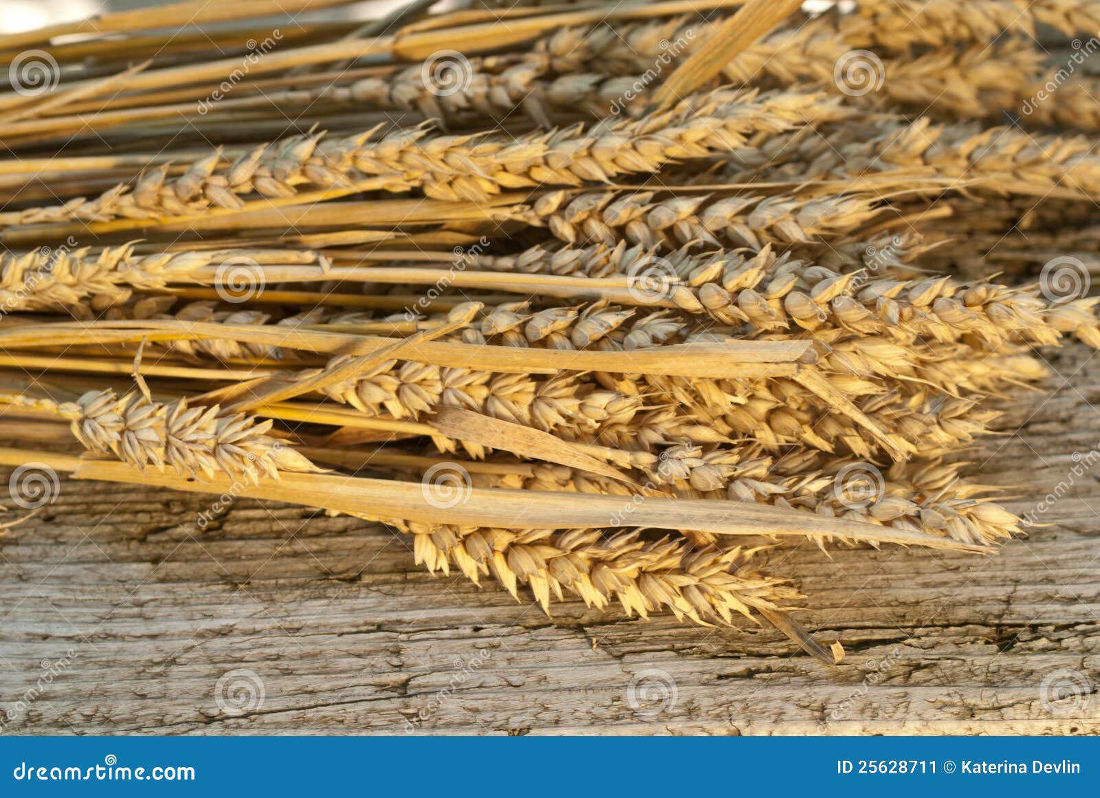 Gerbe de blé image stock. Image of centrale, mûr, rayé - 25628711