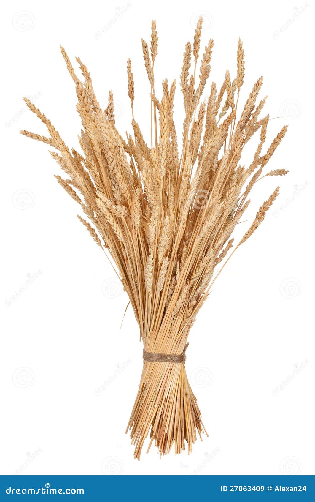 Gerbe de blé image stock. Image du texture, grain, culture - 27063409