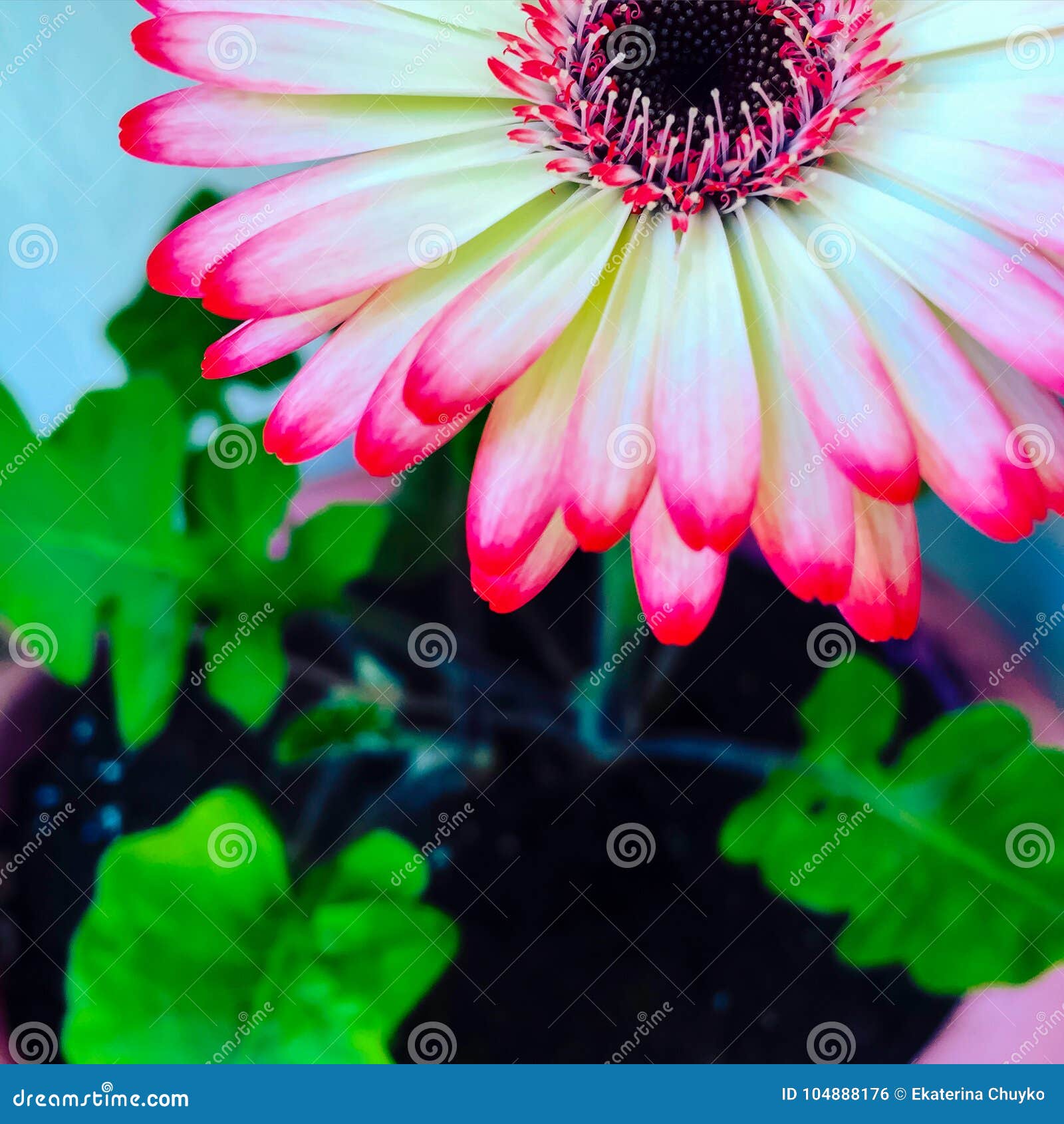 Gerber photo stock. Image du pétale, nature, assez, normal - 104888176