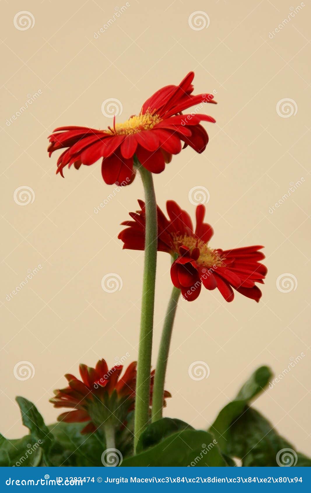 Gerber stock photo. Image of gerbera, chrysanths, plant - 1282474