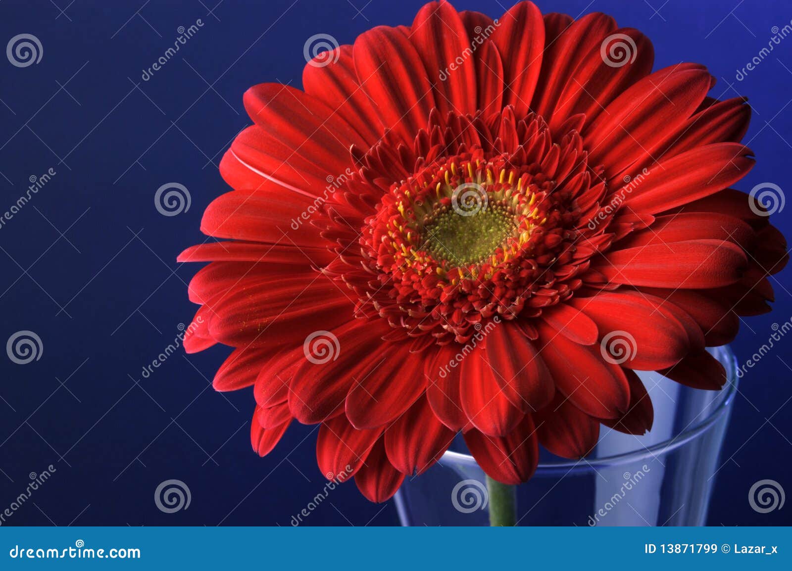 Gerber stock image. Image of nature, gerbera, detail - 13871799