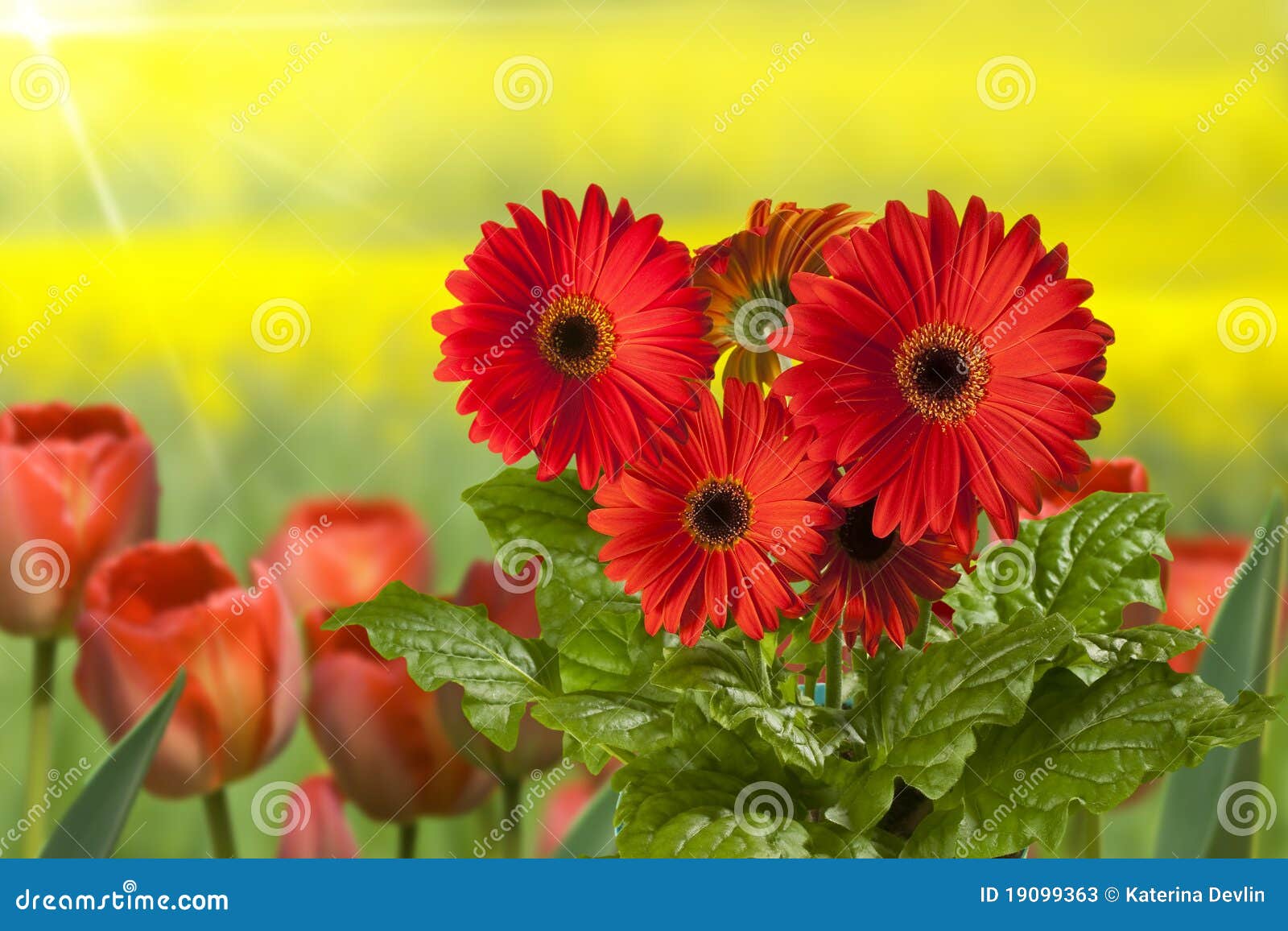 Gerber stock image. Image of grow, grass, natural, easter - 19099363