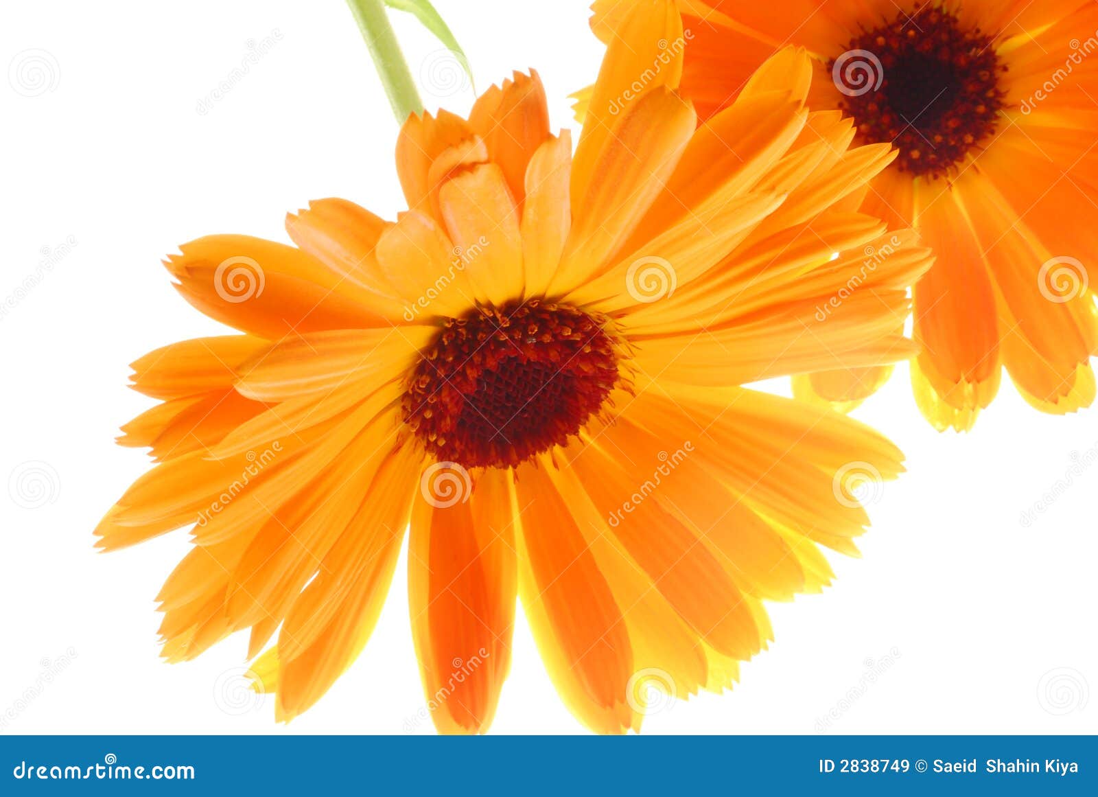 Gerber stock image. Image of beautiful, bloom, blooming - 2838749