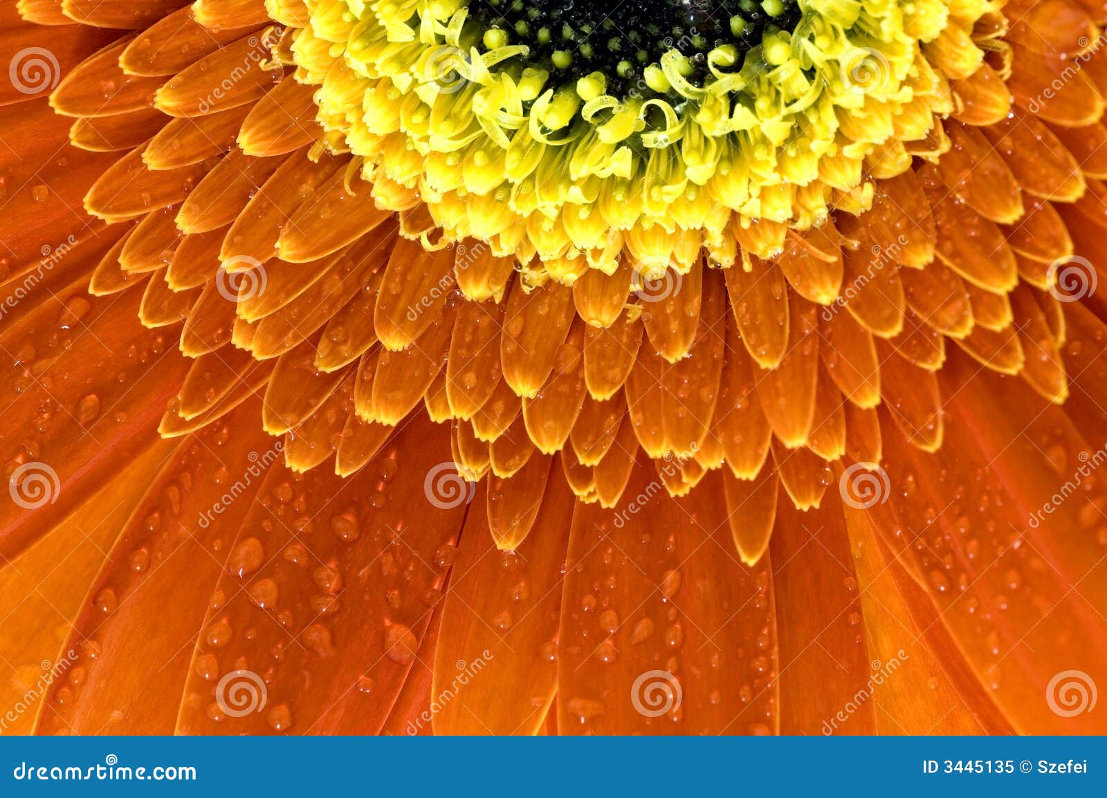 Gerber stock image. Image of blooming, freshness, flora - 3445135