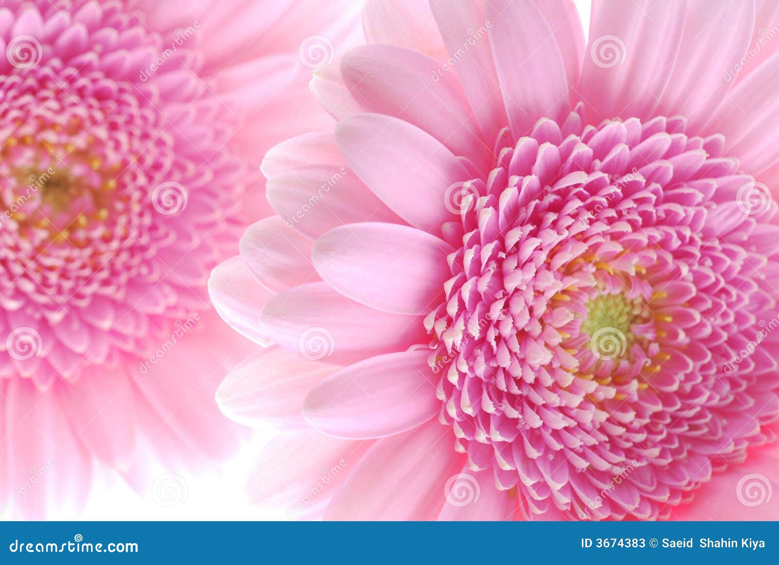 Gerber stock image. Image of pink, fresh, tall, beauty - 3674383