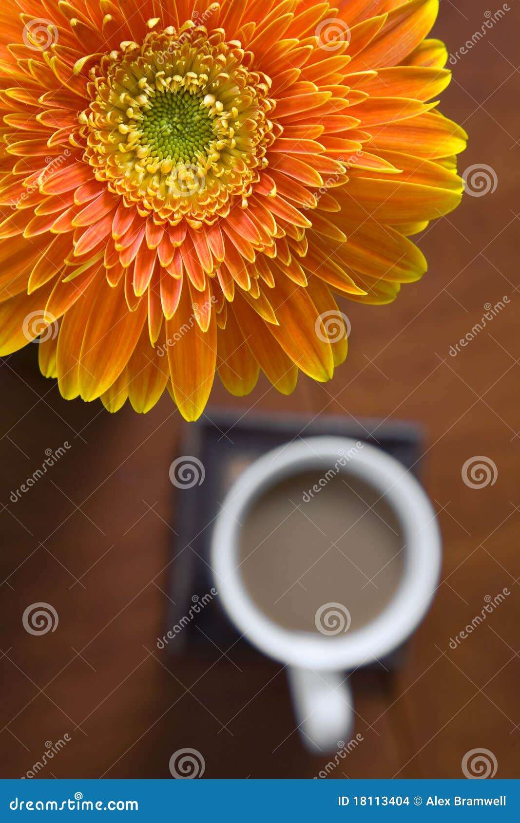 Gerber and Coffee stock photo. Image of gerber, table - 18113404