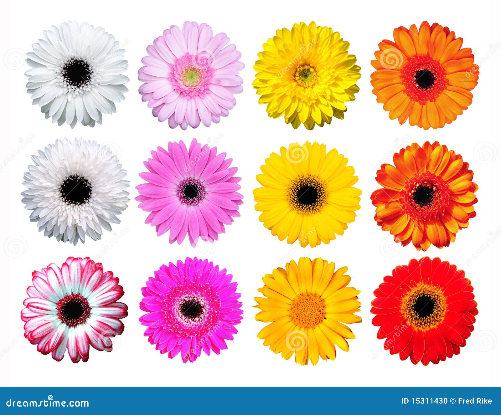Gerber Daisy stock photo. Image of gerbera, beautiful - 15311430