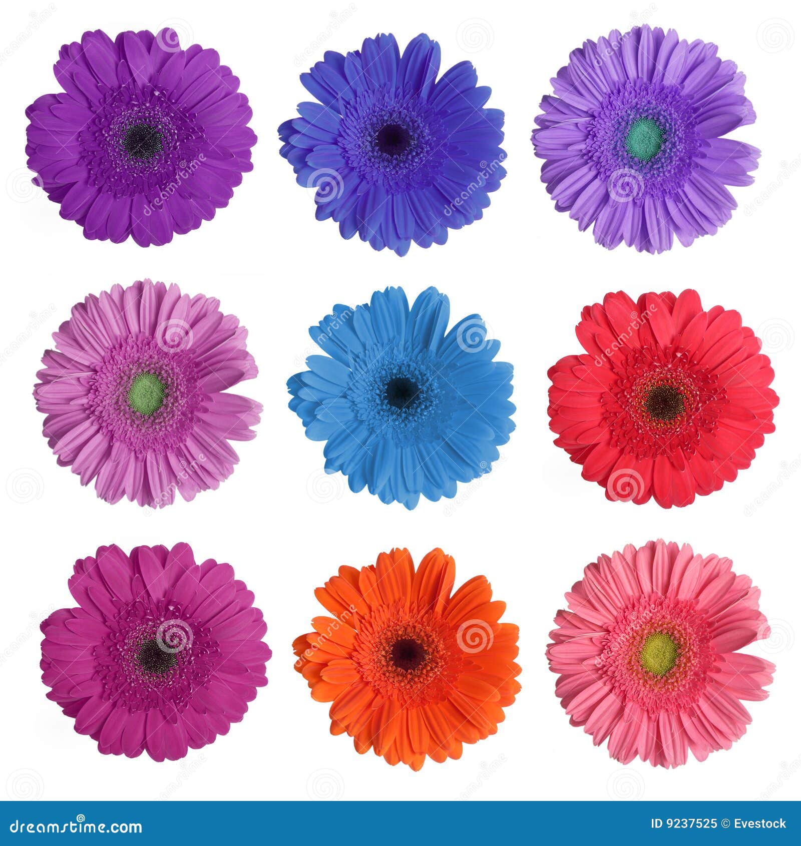 Colorful Gerber Daisy Pattern