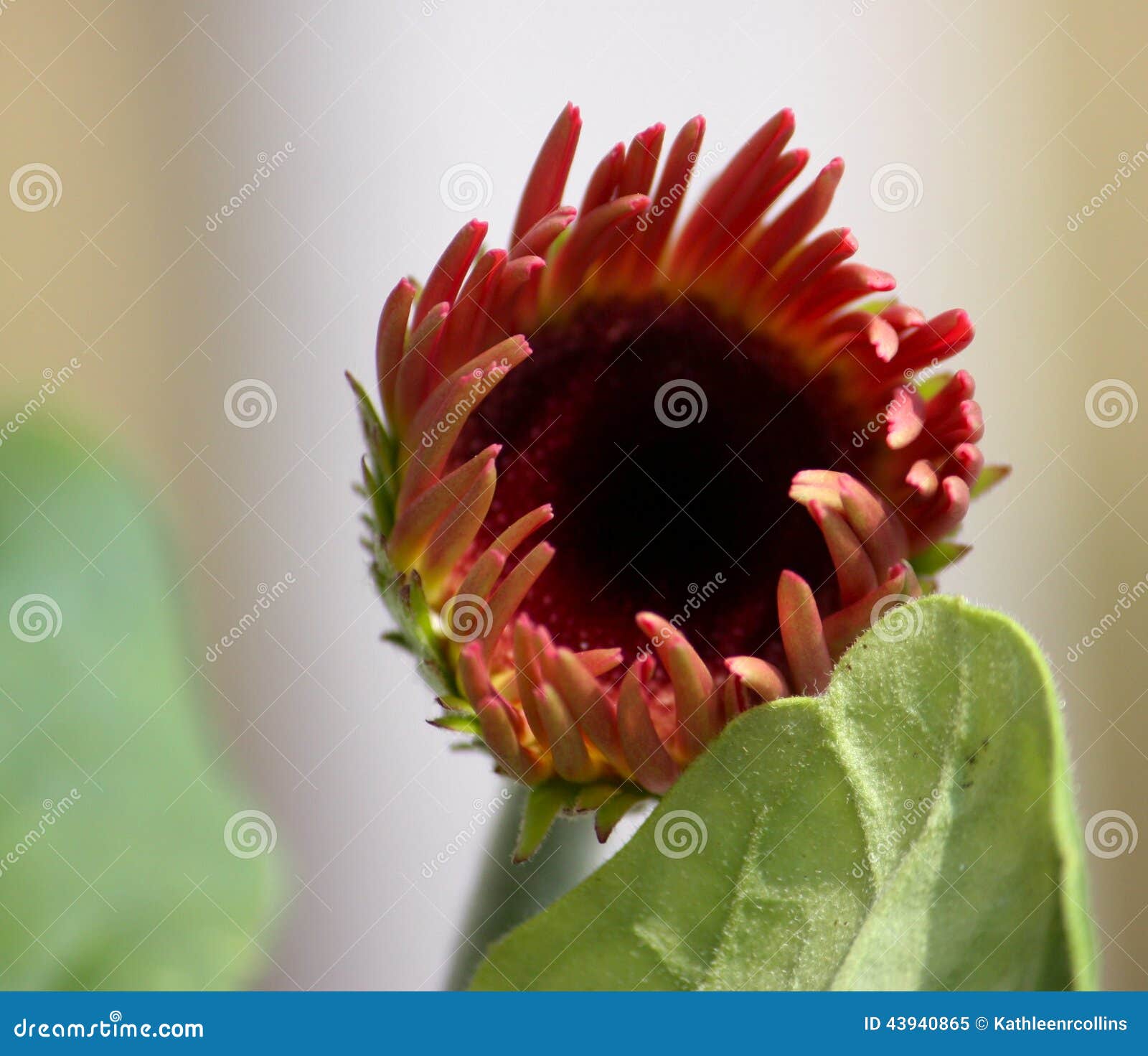 Gerber daisy stock image. Image of plant, back, daisy - 43940865