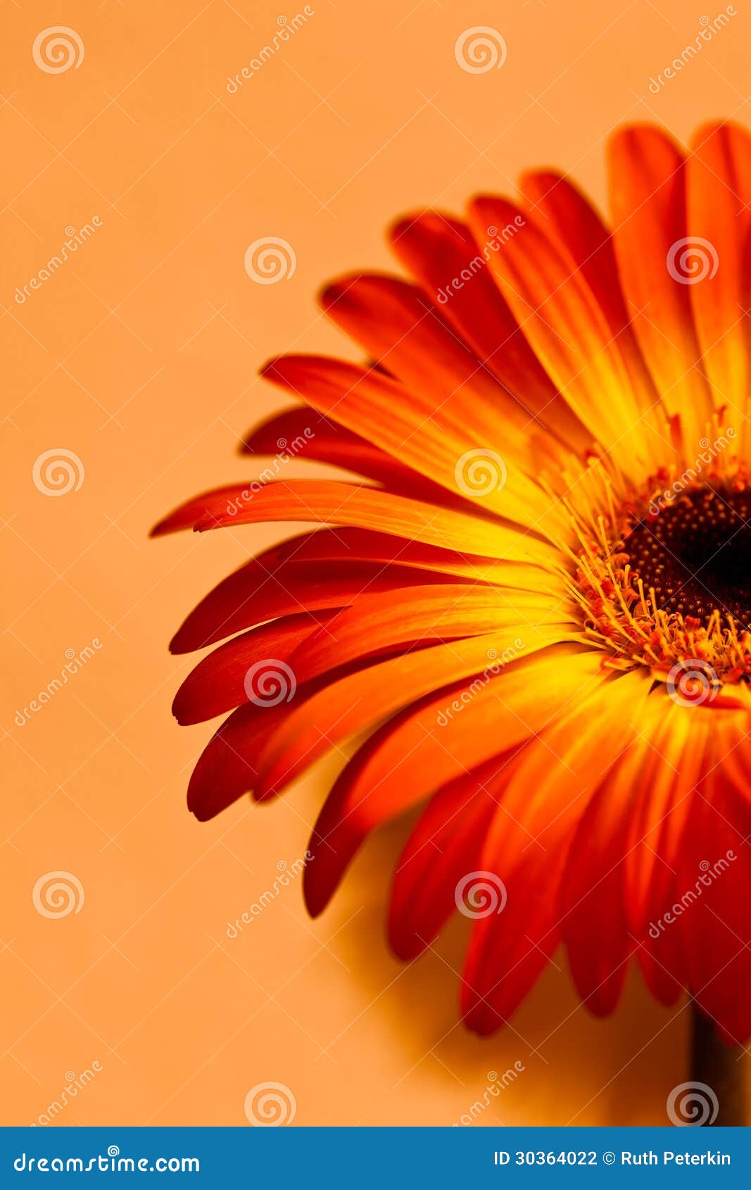 Gerber Daisy stock photo. Image of perennial, flora, pollen - 30364022