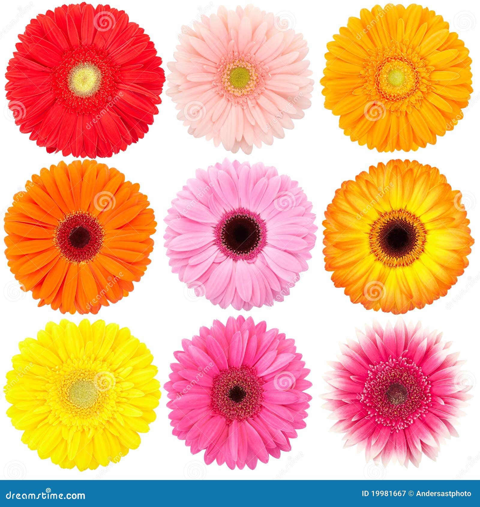 Gerber daisy collection stock image. Image of mixed, garden - 19981667