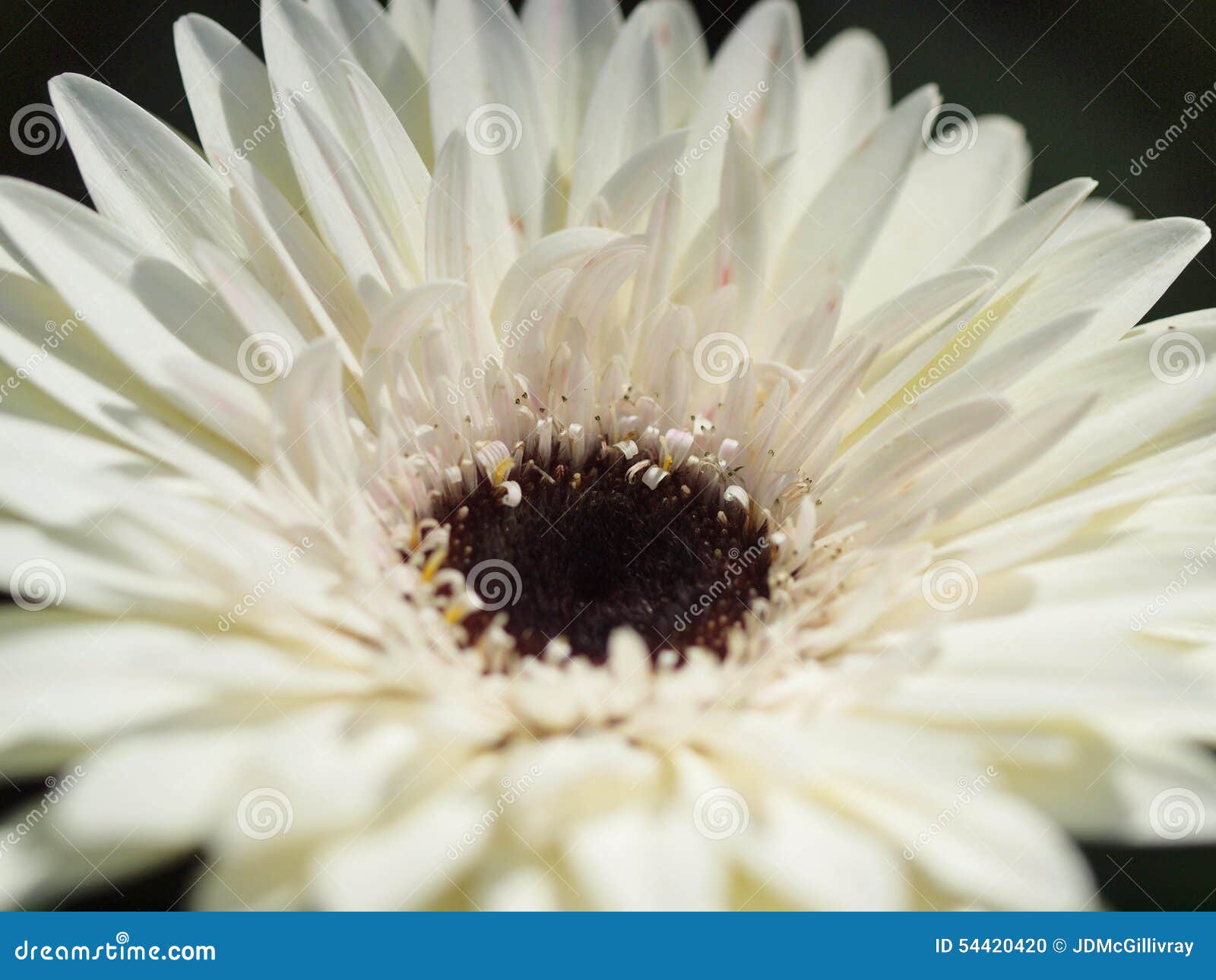 Gerber Daisy, Dallas Arboretum, Texas Stock Photo - Image of dallas ...