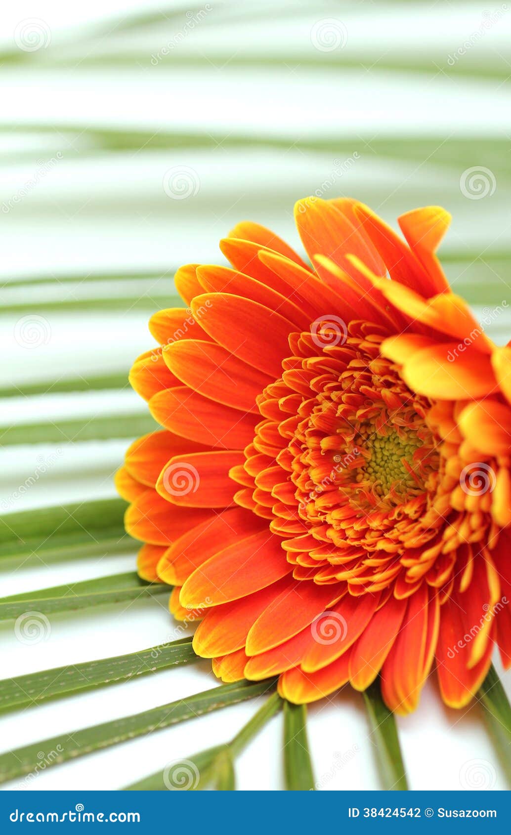 Gerber On The Leaf Royalty-Free Stock Photography | CartoonDealer.com ...