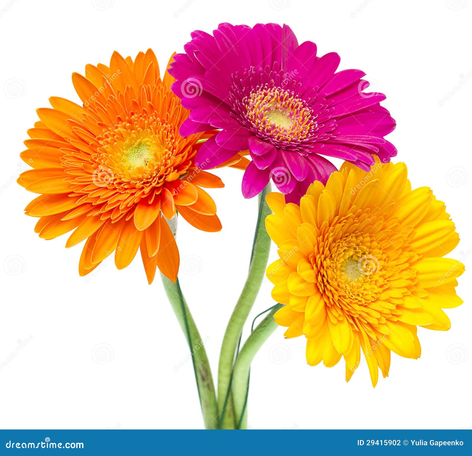 Gerber Daisy Isolated On White Background Stock Photography - Image ...