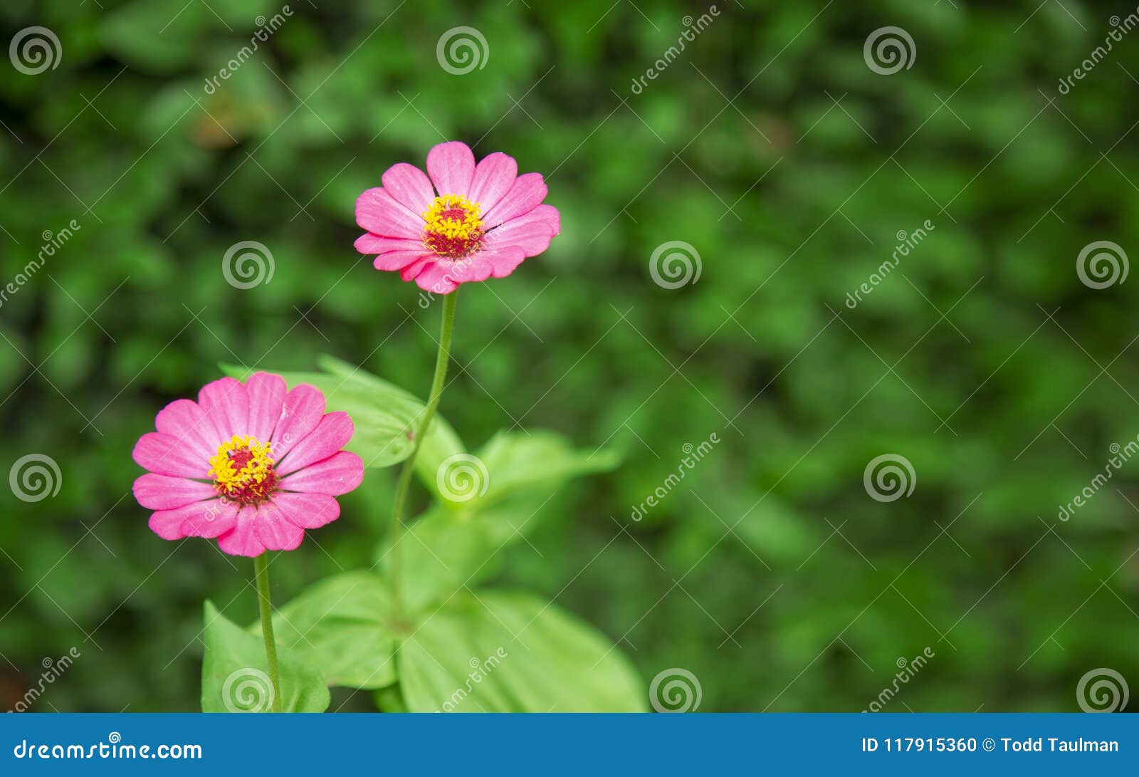 Gerber On The Leaf Royalty-Free Stock Photography | CartoonDealer.com ...