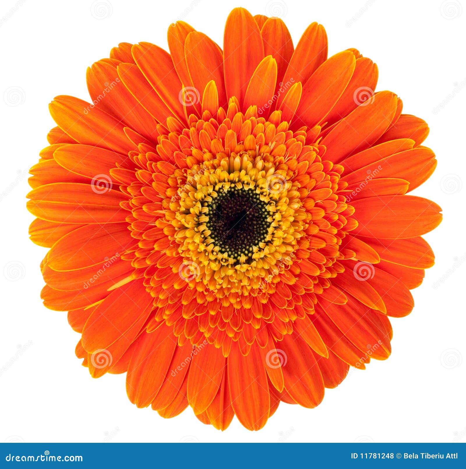Gerber flower stock photo. Image of gerbera, decorative - 11781248