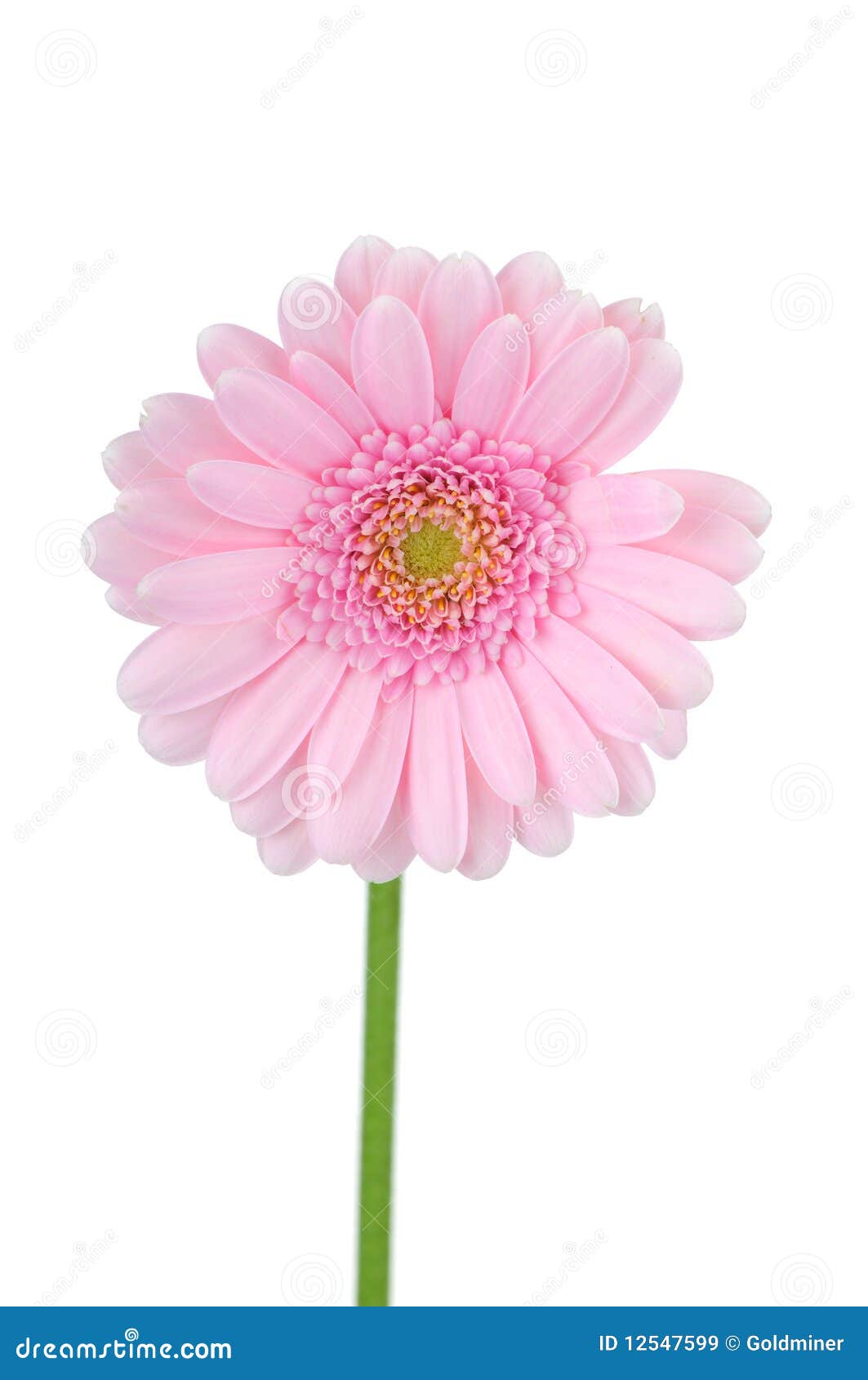 Gerber flower stock image. Image of beauty, floral, decoration - 12547599