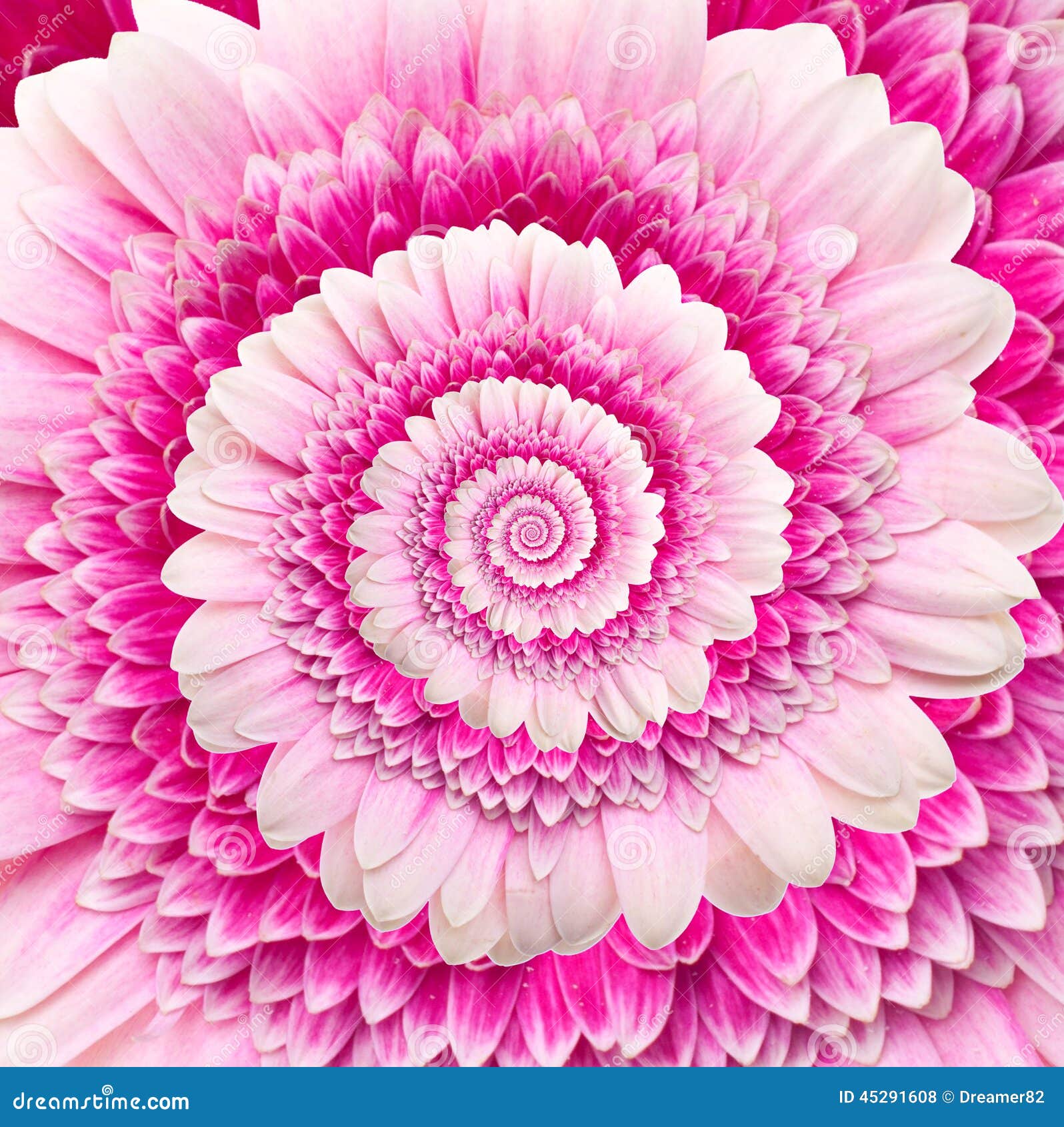 Gerber Flower Infinity Spiral Abstract Background Stock Photography ...