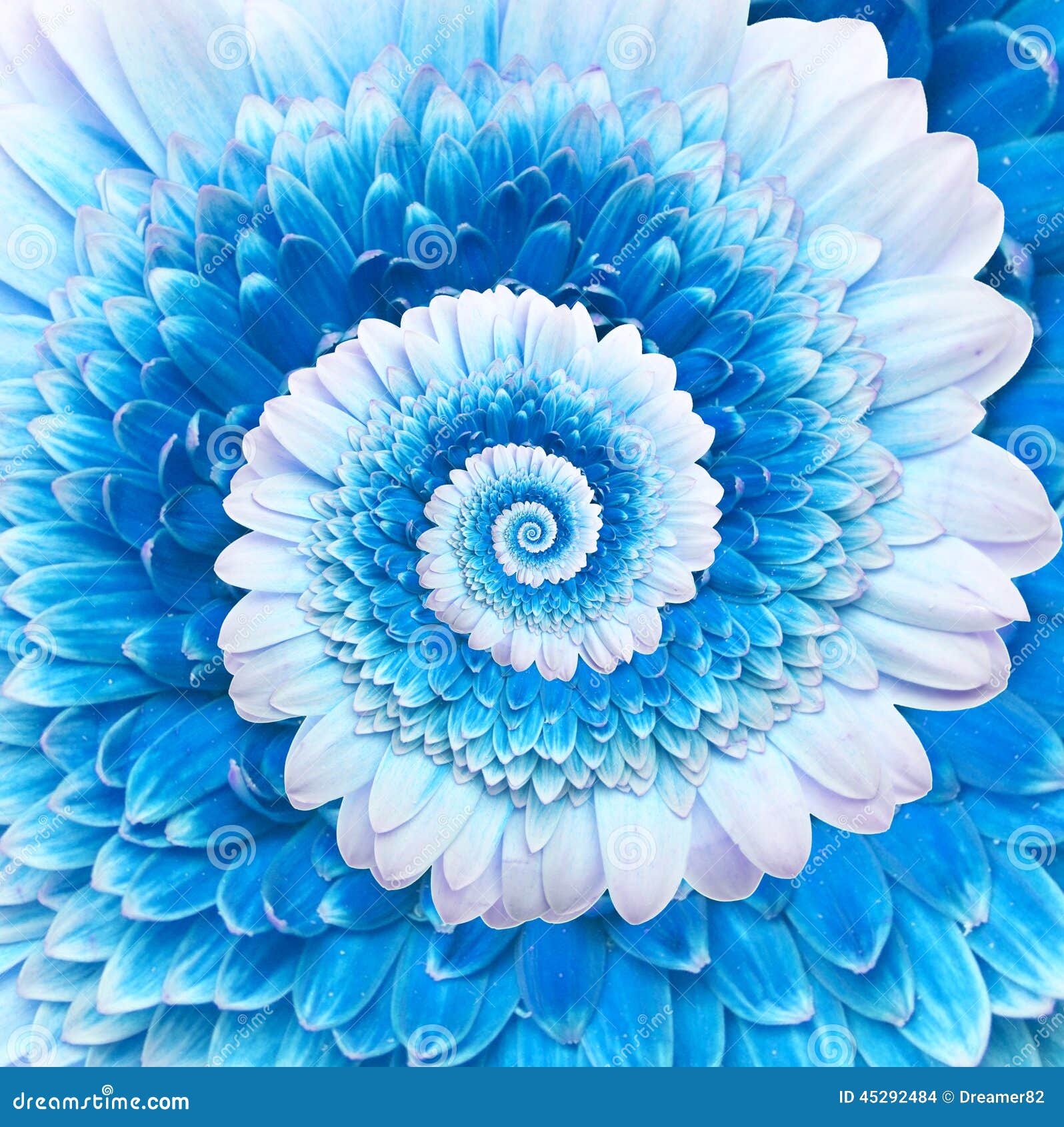 Gerber Flower Infinity Spiral Abstract Background Stock Photography ...