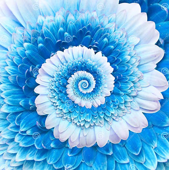 Gerber Flower Infinity Spiral Abstract Background Stock Illustration ...