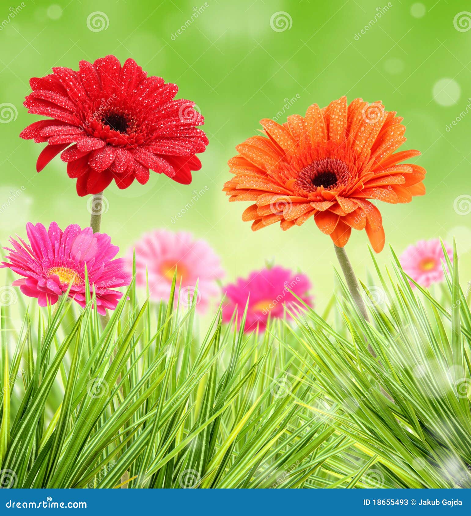 Gerber flowers stock image. Image of colourful, bloom - 18655493