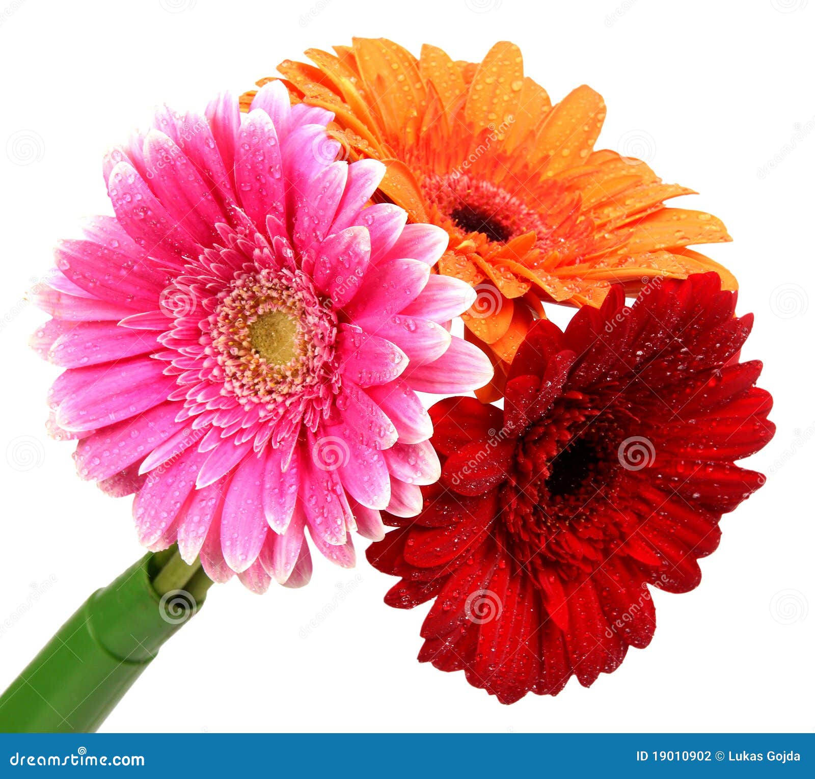 Gerber flowers stock photo. Image of colorful, blossom - 19010902