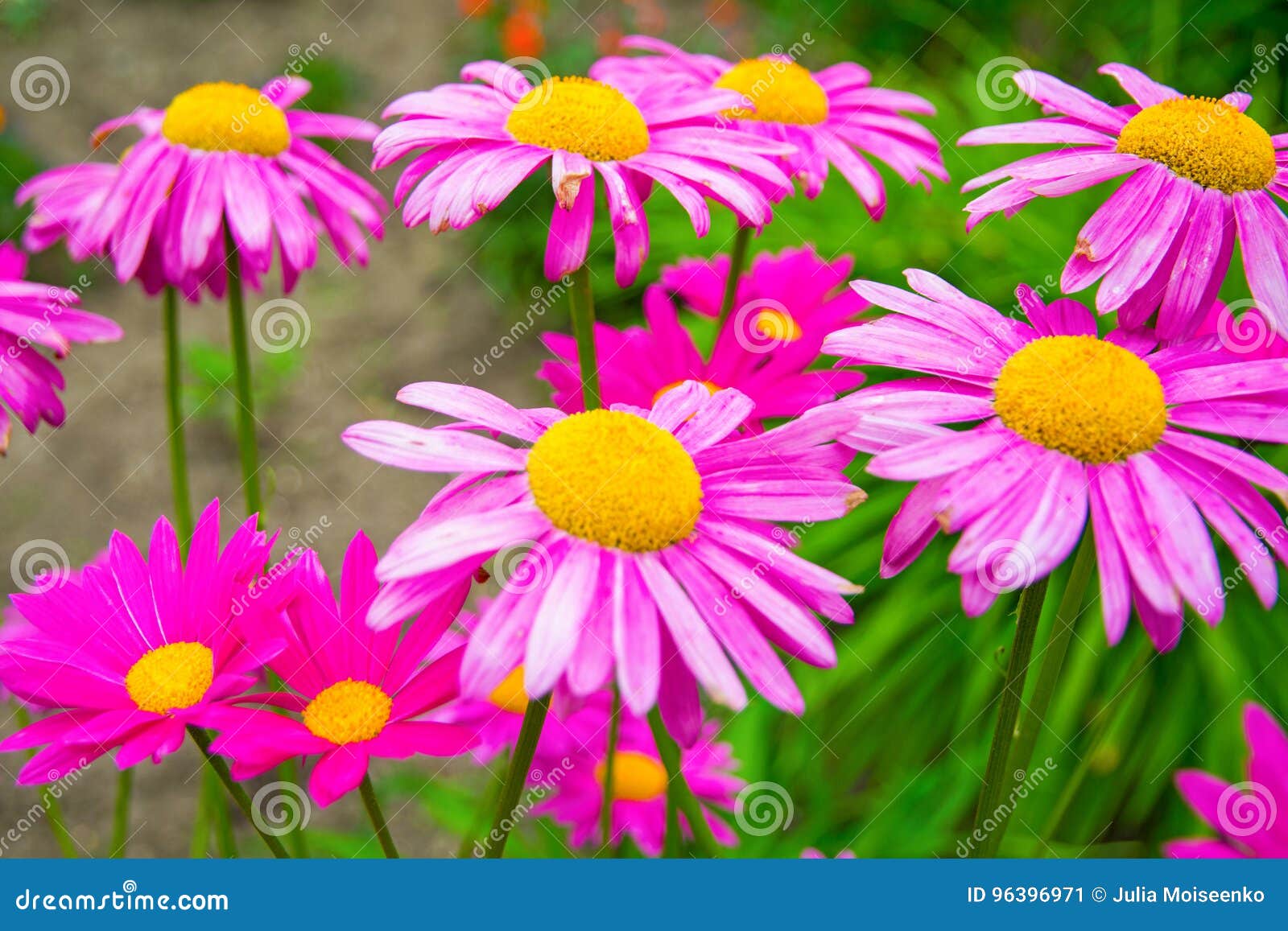 Gerber. Large Pink Daisies with a Bright Yellow Center Stock Image ...