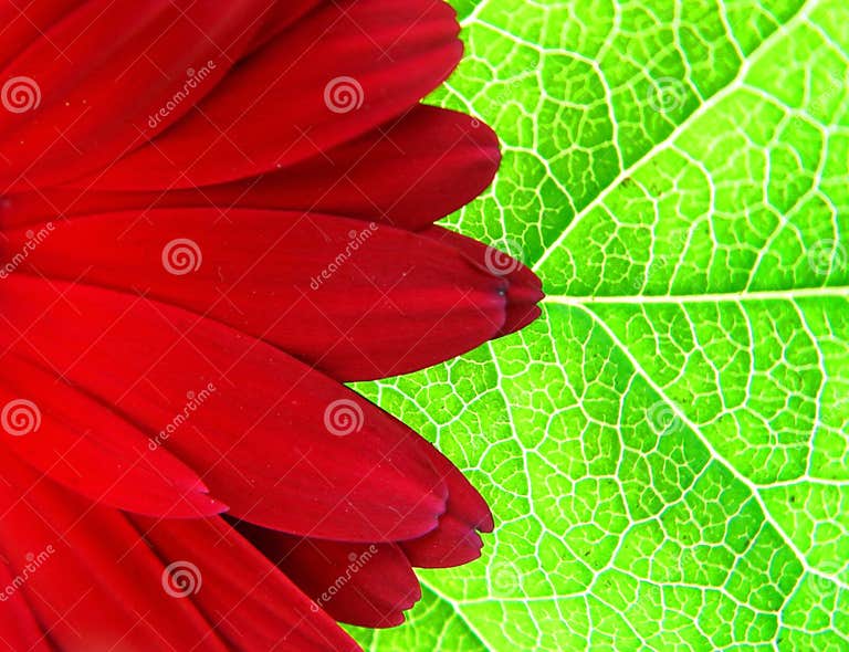 Gerber on the leaf stock image. Image of bloom, macro, leaf - 47483