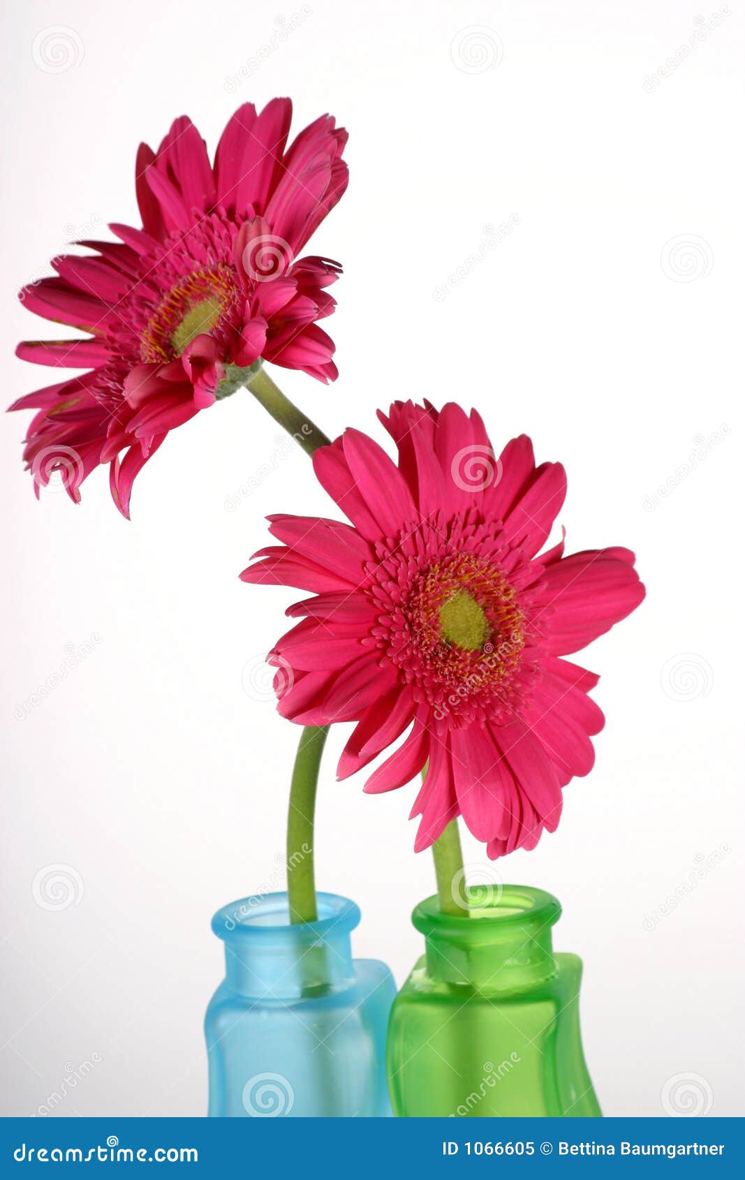 Gerber lily close-up stock image. Image of flowers, summer - 1066605