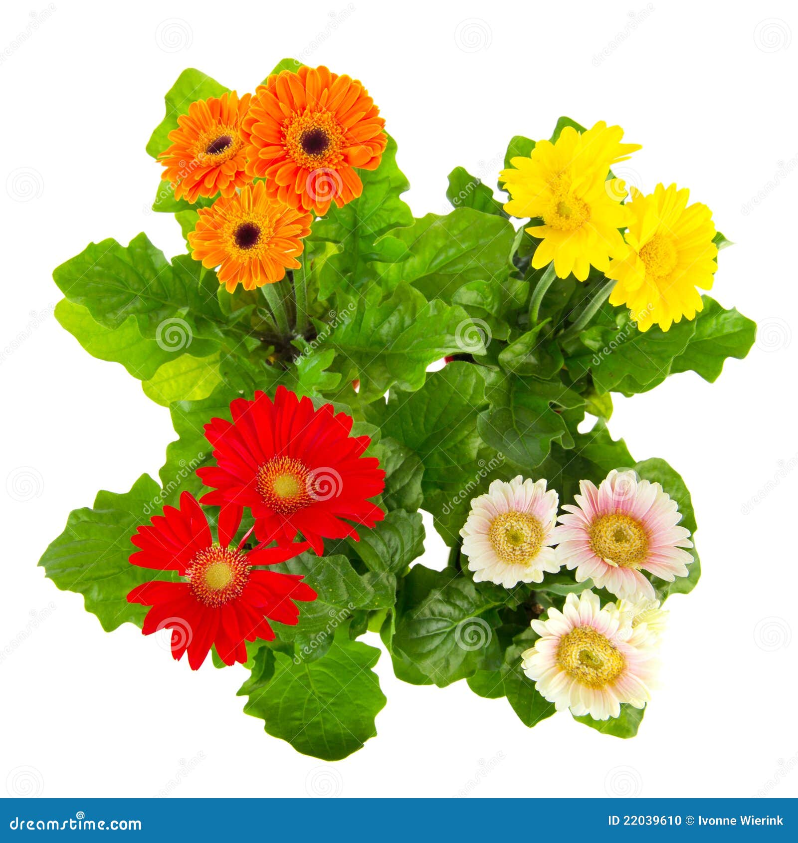 Gerber plants stock photo. Image of background, pink - 22039610