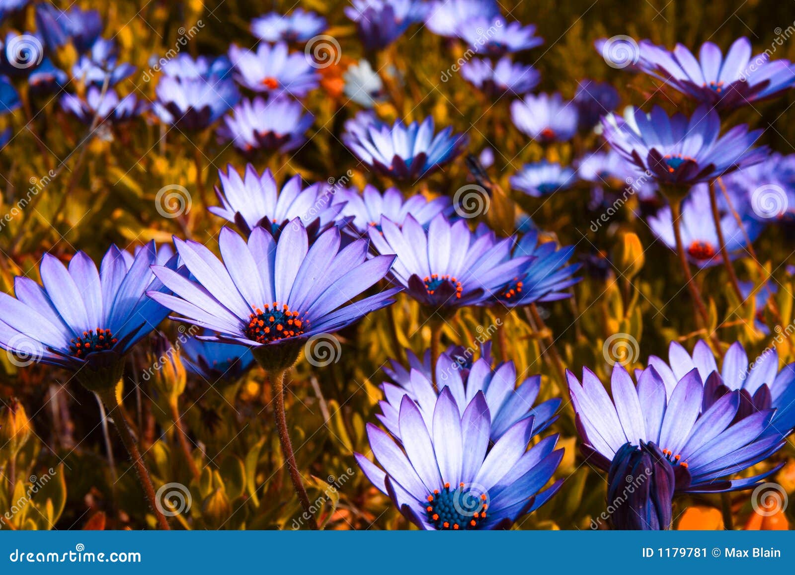 Gerbera stock image. Image of garden, outdoors, nature - 1179781