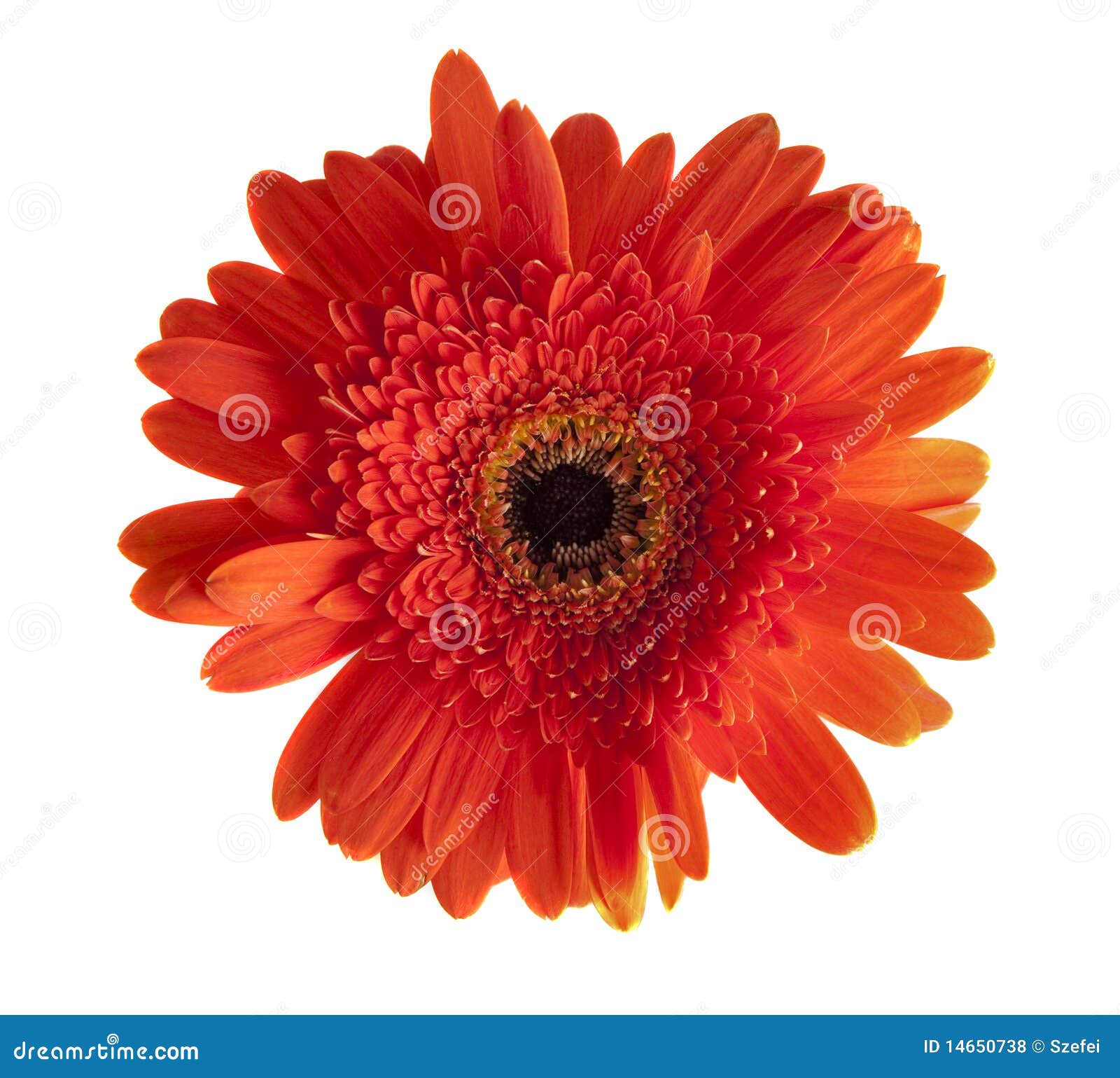 Gerbera stock photo. Image of gardening, flora, beautiful - 14650738