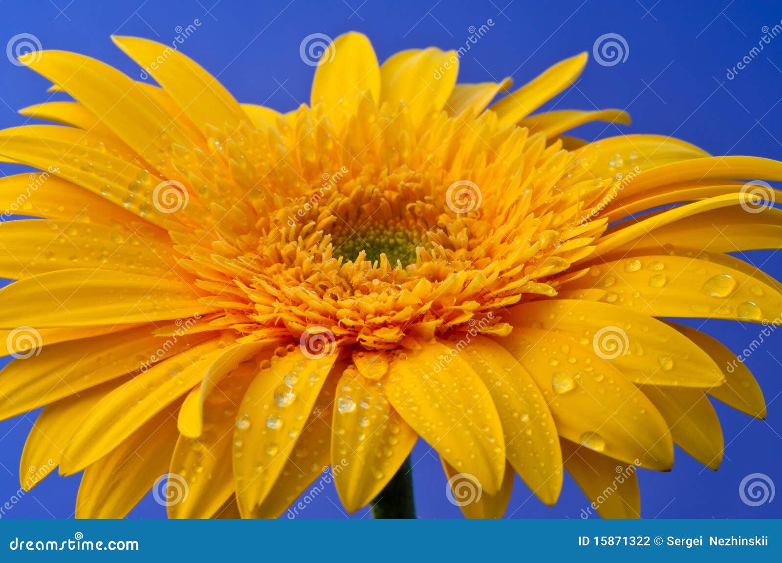 Gerbera stock photo. Image of freshness, beautiful, isolated - 15871322