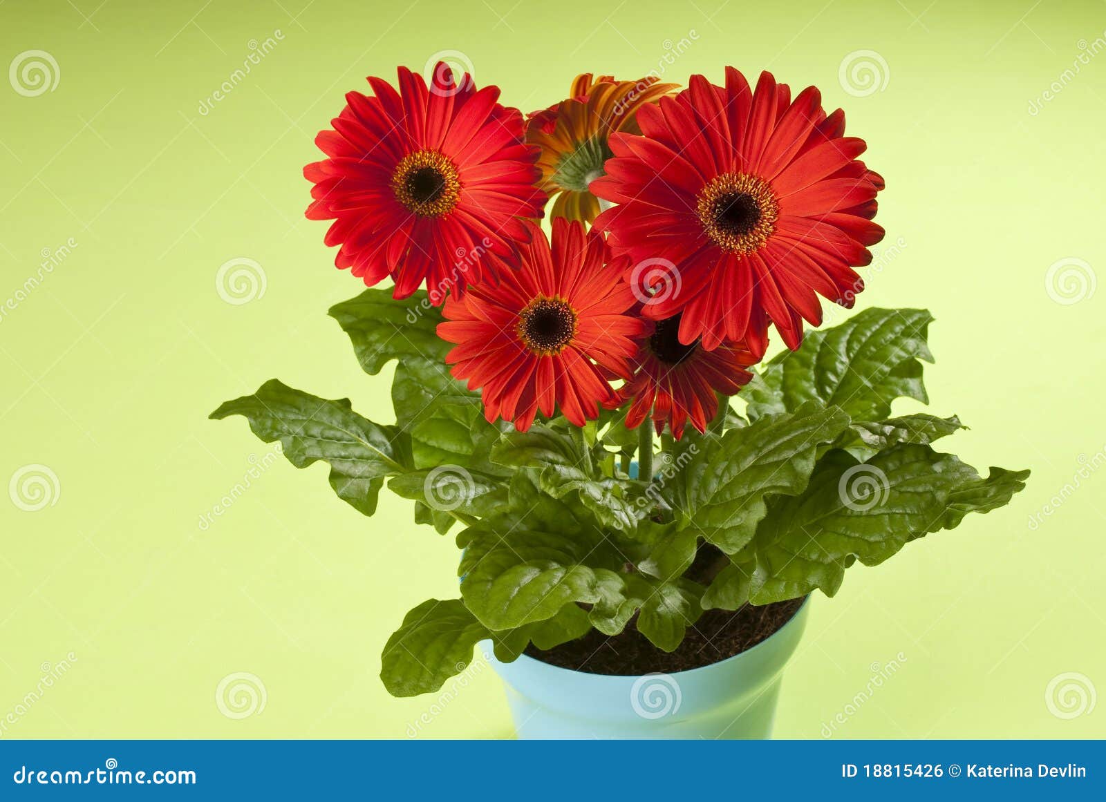 Gerbera stock photo. Image of garden, plant, flowerpot - 18815426