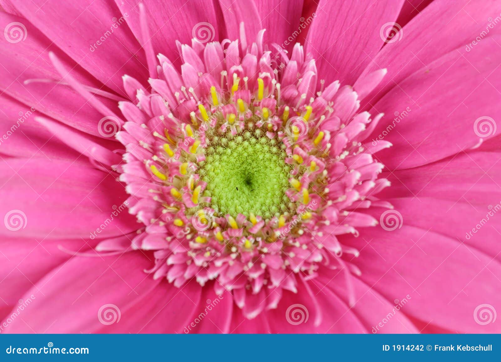 Gerbera - stock photo. Image of flora, stem, petals, botanical - 1914242