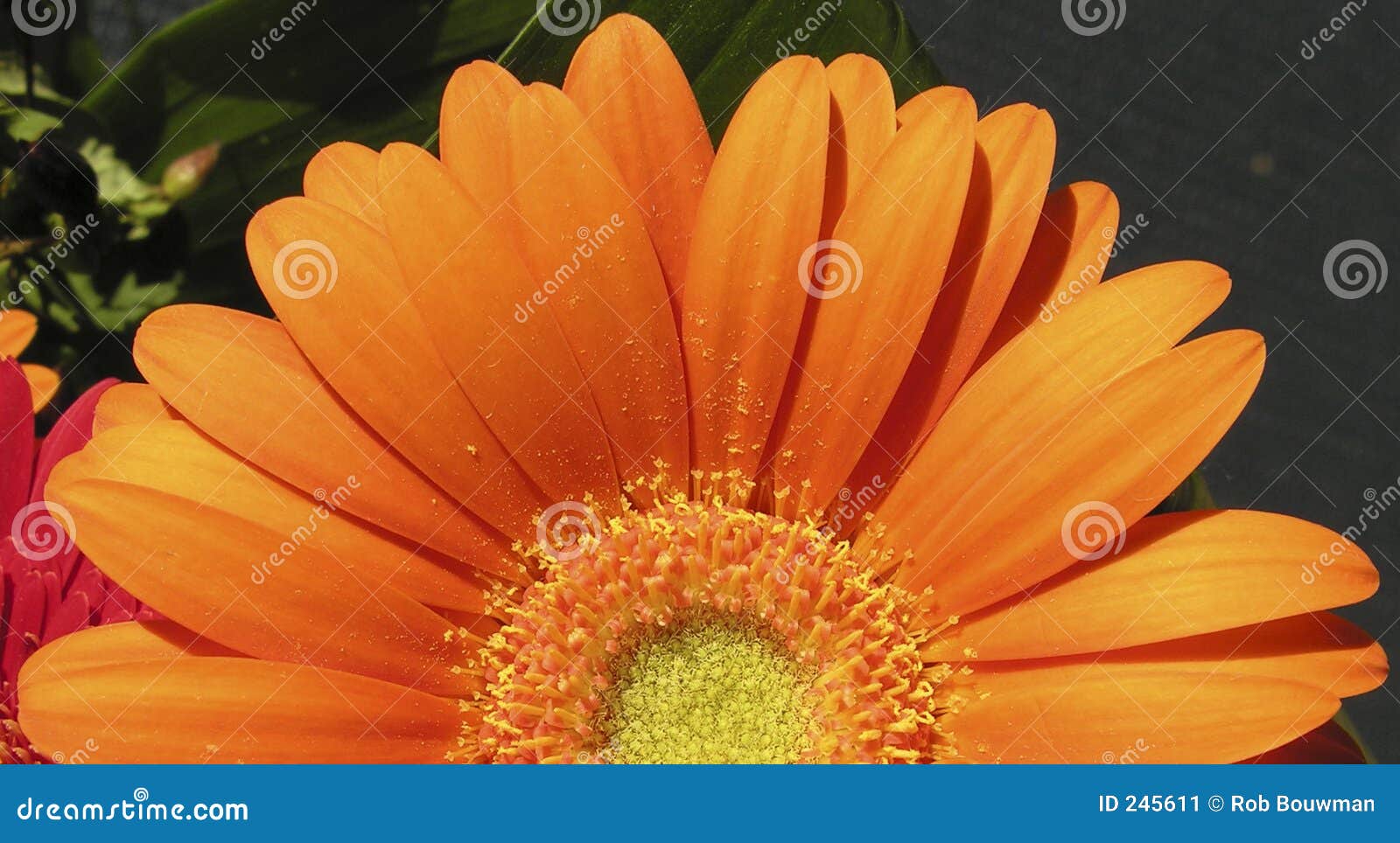 Gerbera Picture. Image: 245611
