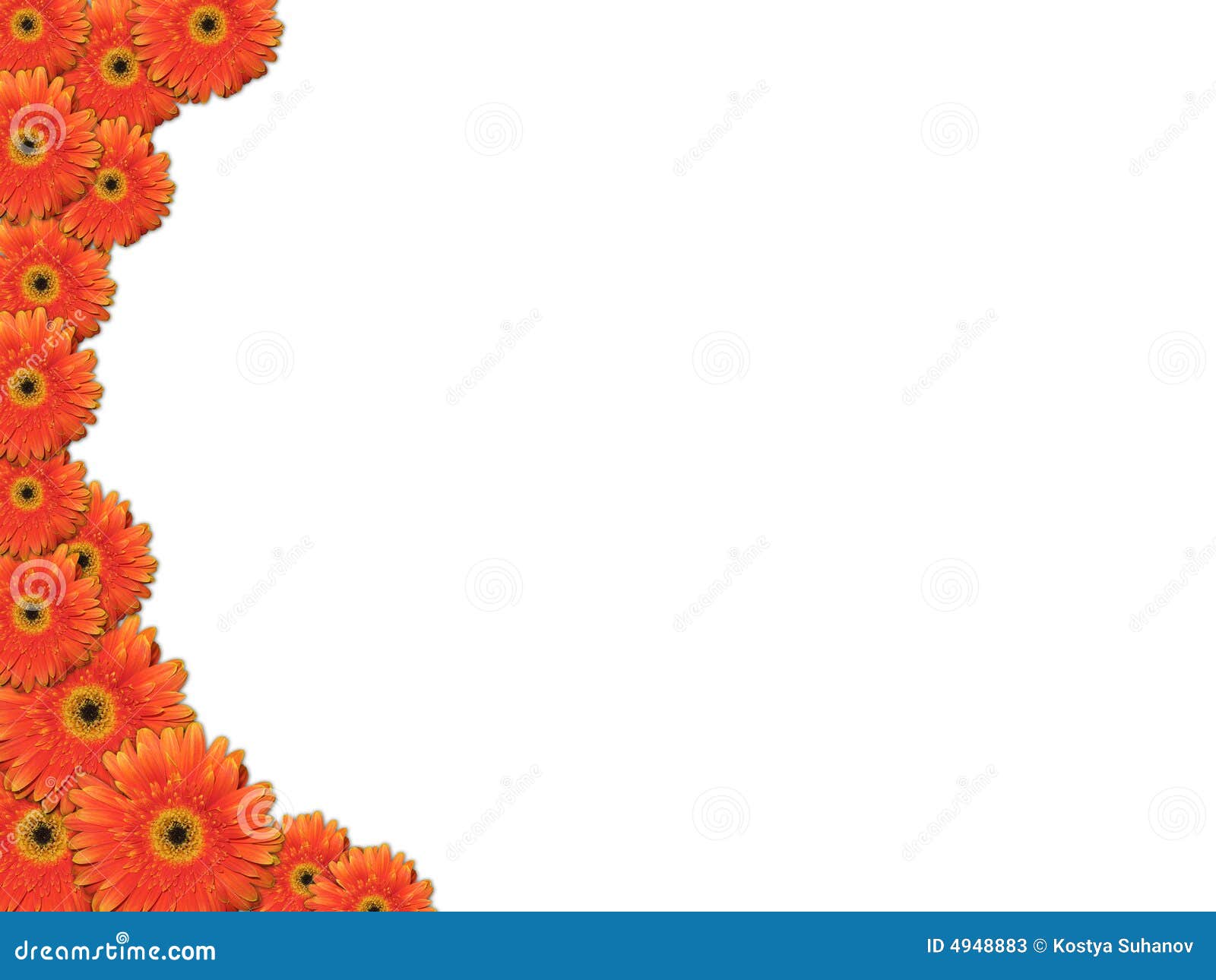 Gerbera stock image. Image of frame, colour, bloom, copyspace - 4948883