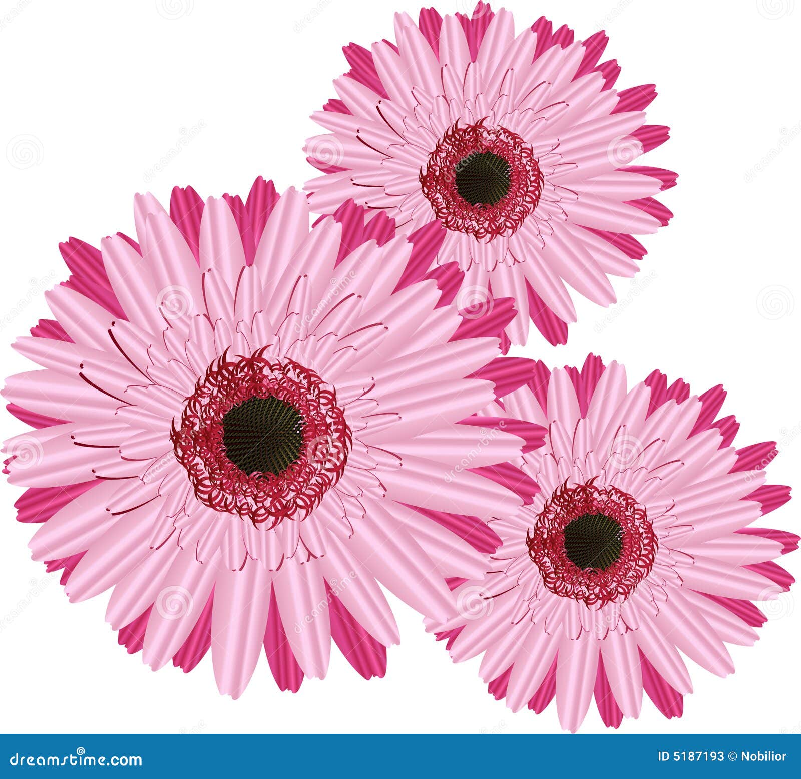 Gerbera stock vector. Illustration of border, bright, nature - 5187193