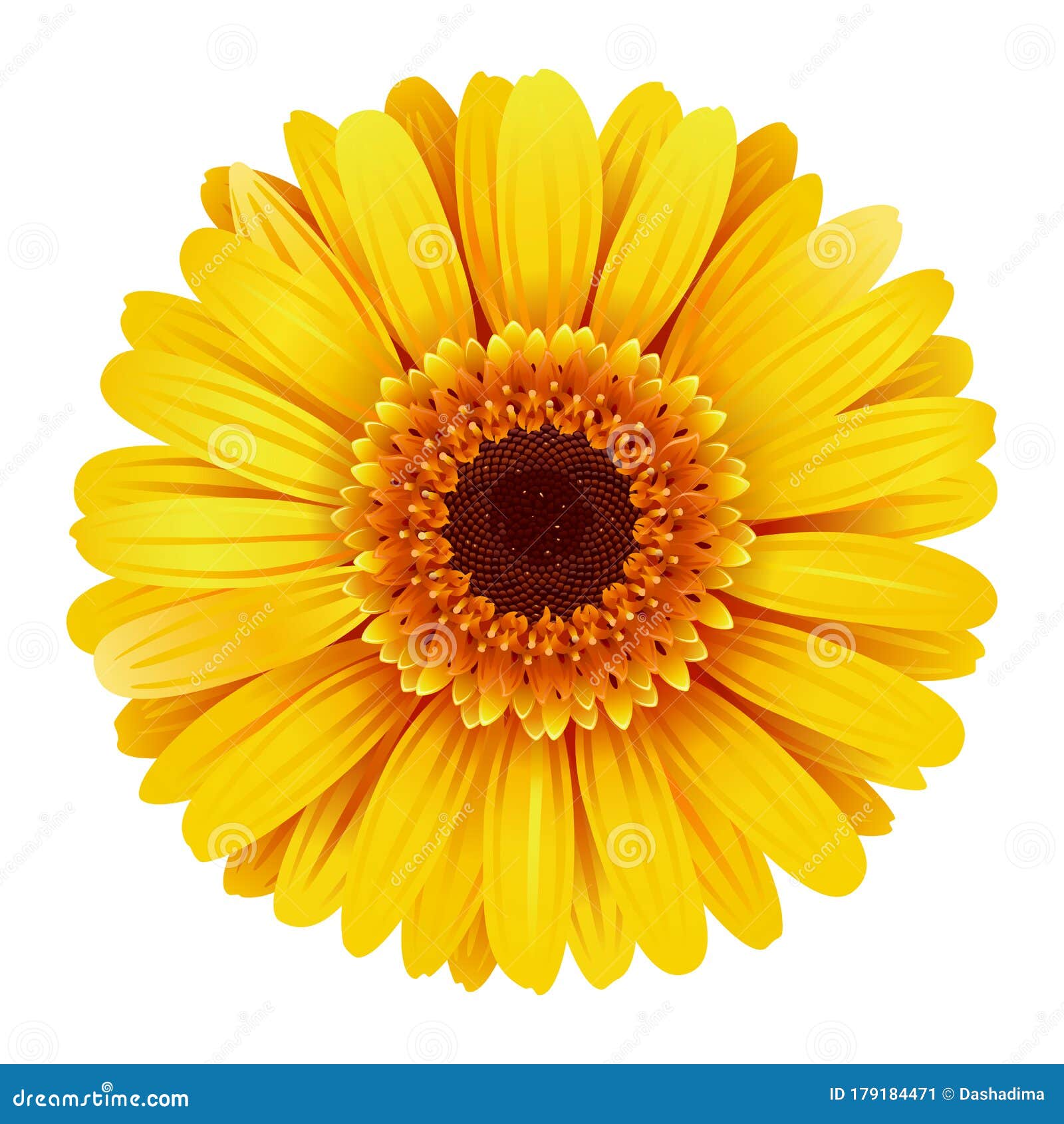 Gerbera amarilla vectorial ilustración del vector. Ilustración de polen ...