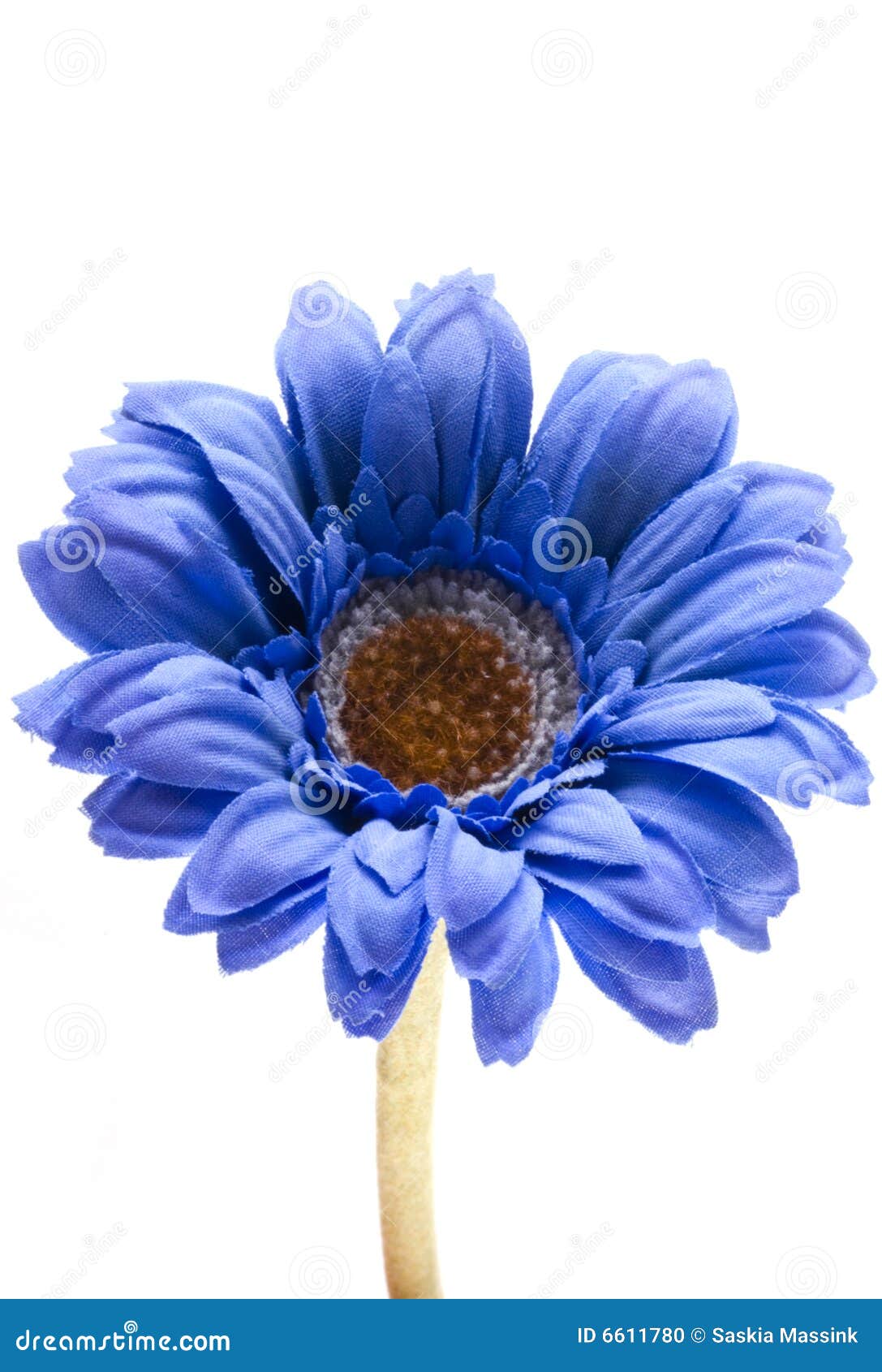 Gerbera azul. foto de archivo. Imagen de fondo, blanco - 6611780