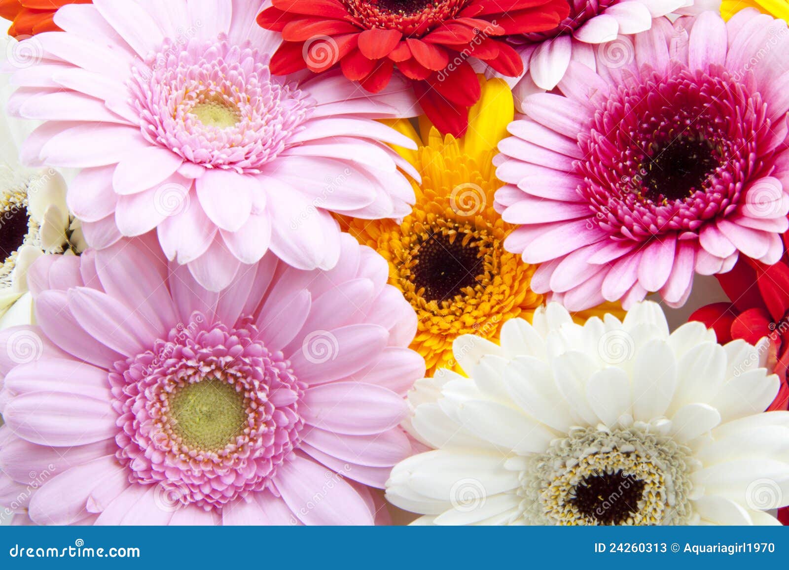Gerbera background stock image. Image of charming, green - 24260313