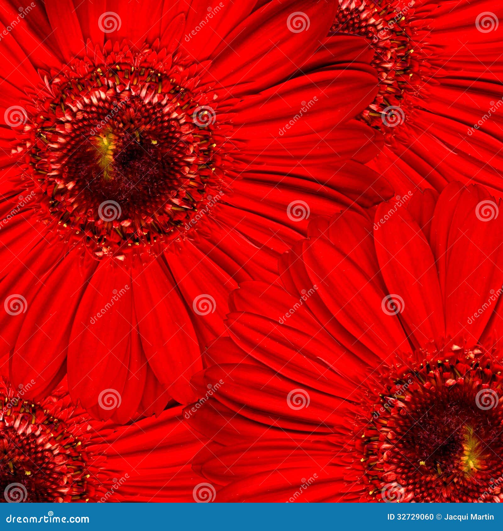 Beautiful Bright Red Gerbera Flowers Stock Photo - Image of daisy, head ...