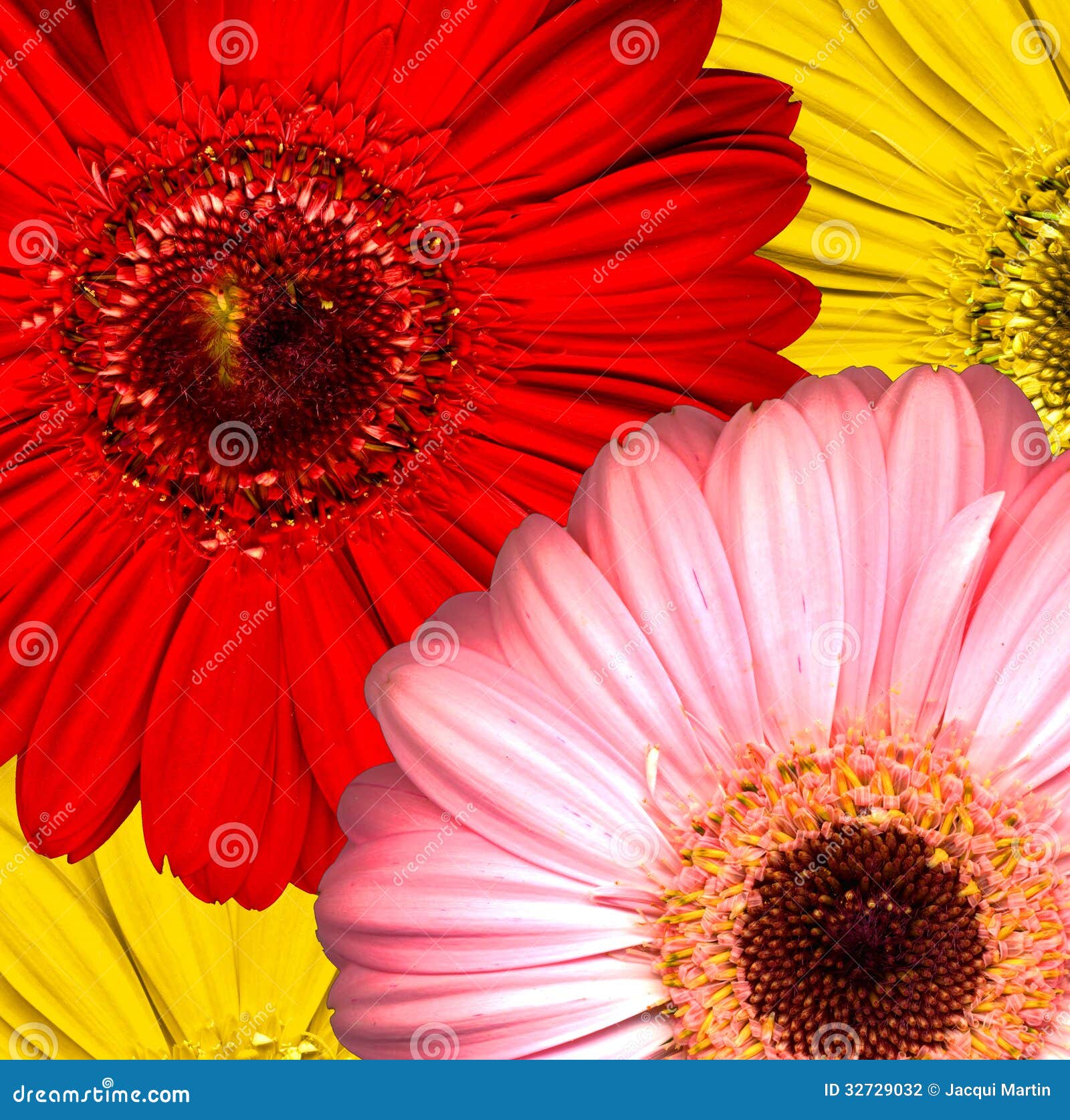 Beautiful Bright Red, Yellow and Pink Gerbera Flow Stock Photo - Image ...