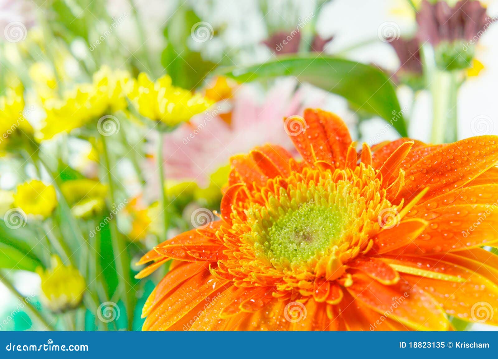 Gerbera beauty stock image. Image of drops, natural, background - 18823135