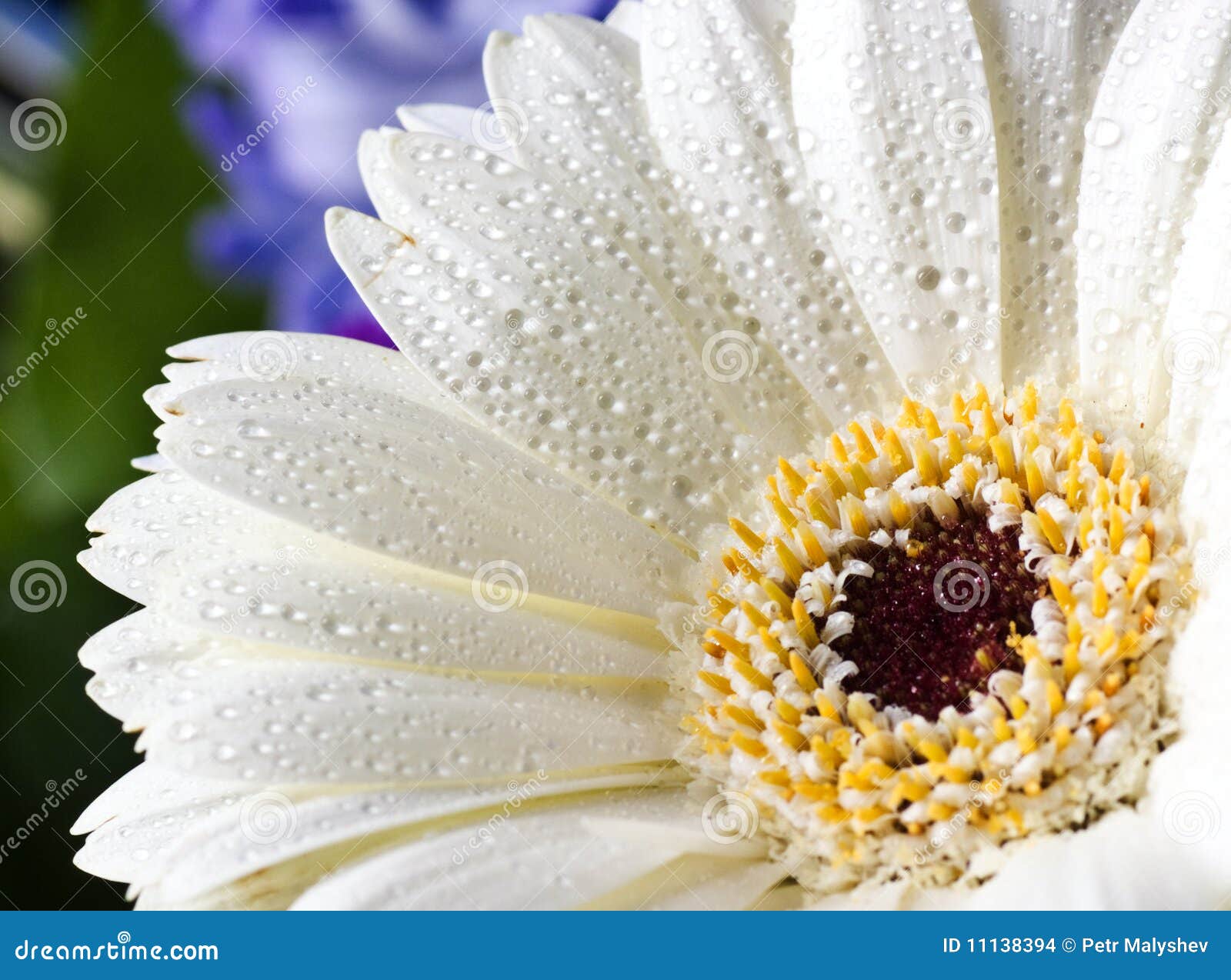Gerbera Blanco Con Gotas Del Agua Foto de archivo - Imagen de mojado ...