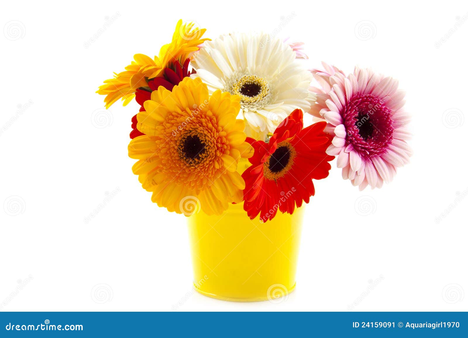 Gerbera bucket stock image. Image of gerbera, funeral - 24159091