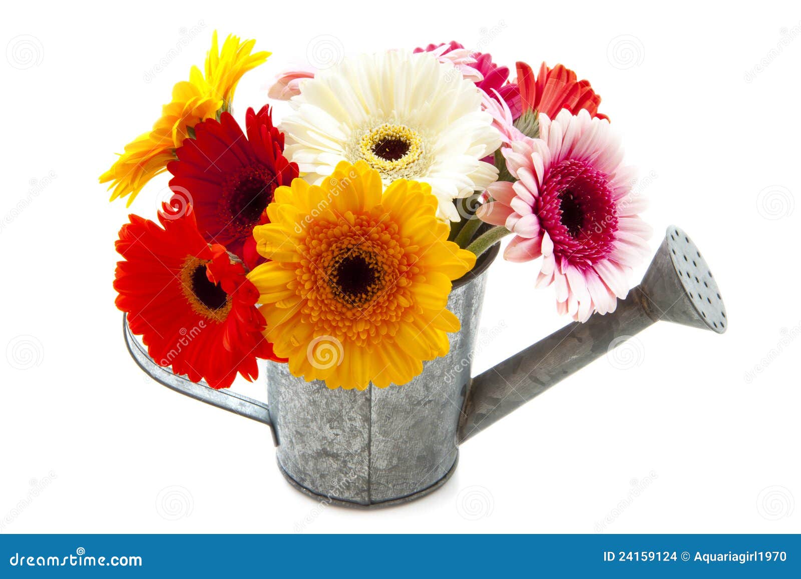 Gerbera can stock photo. Image of leaf, bucket, bunch - 24159124