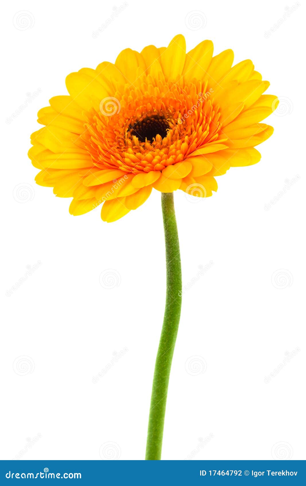 Gerbera close up stock photo. Image of white, close, spring - 17464792