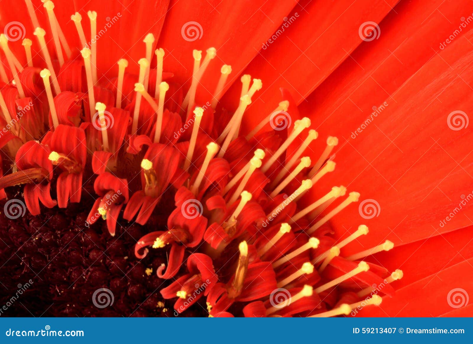 Gerbera4_9 stock image. Image of backgrounds, daisy, macro - 59213407