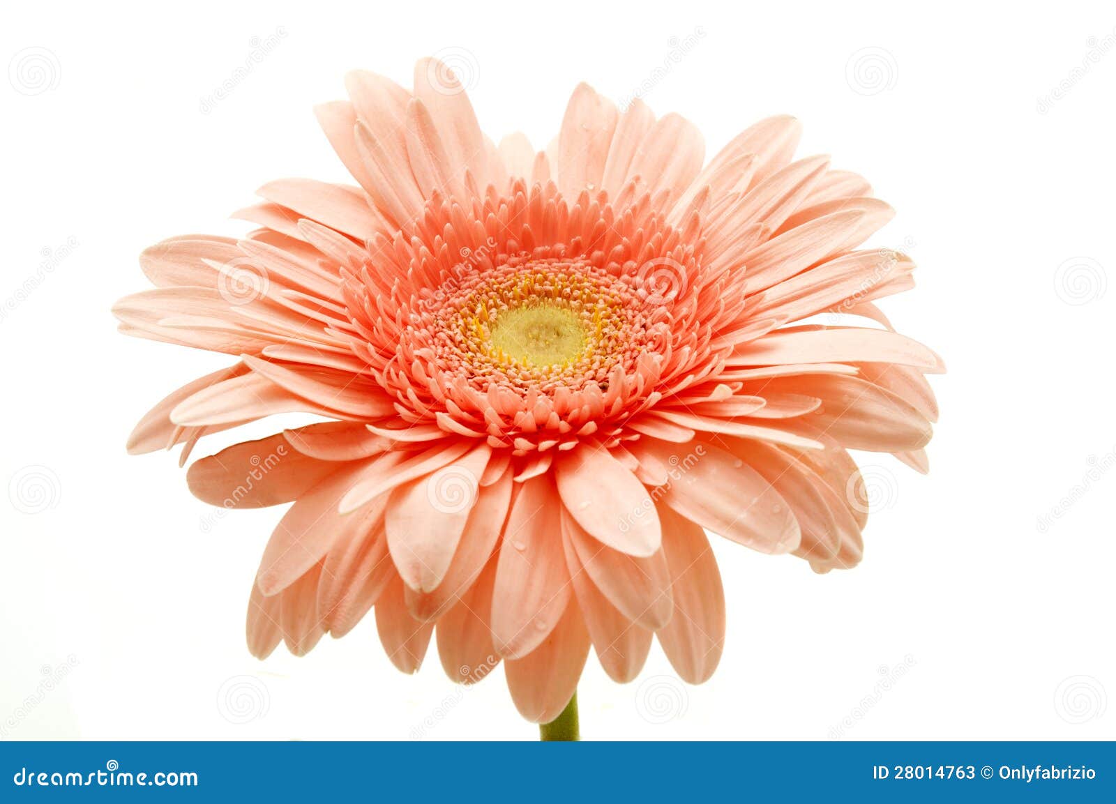 Gerbera cor-de-rosa imagem de stock. Imagem de branco - 28014763